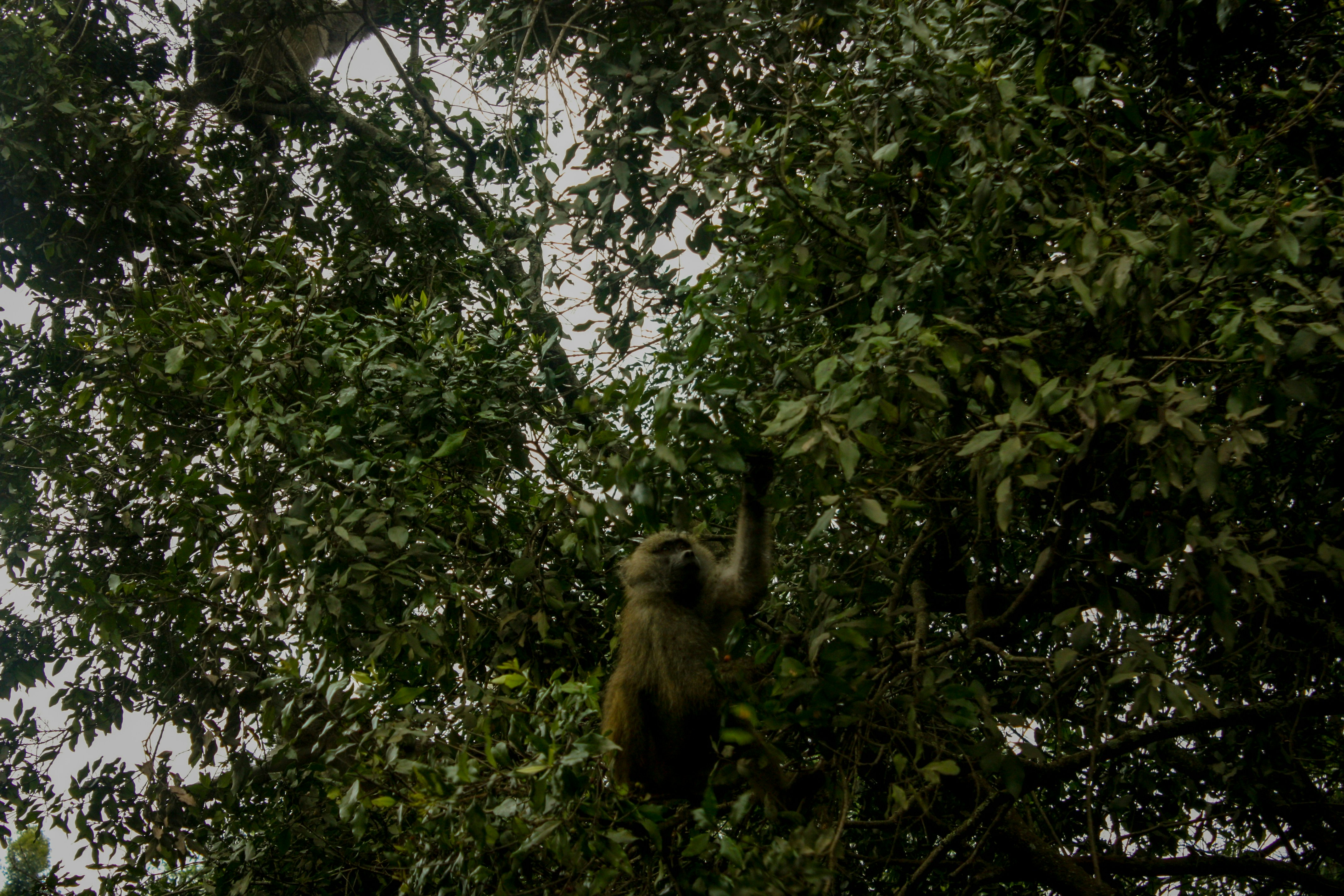 A Curious Encounter in the Canopy