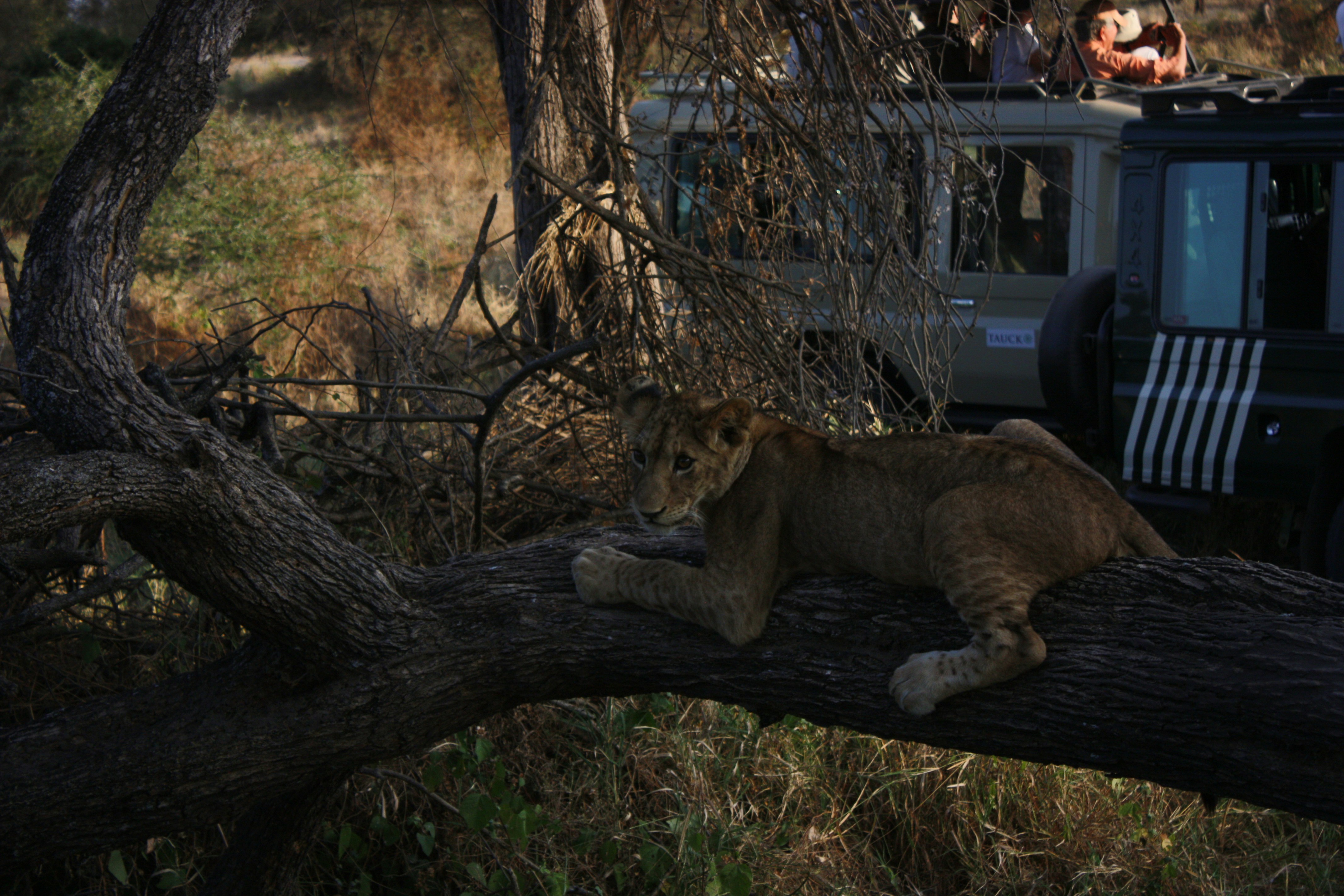 Serenity Amidst the Safari