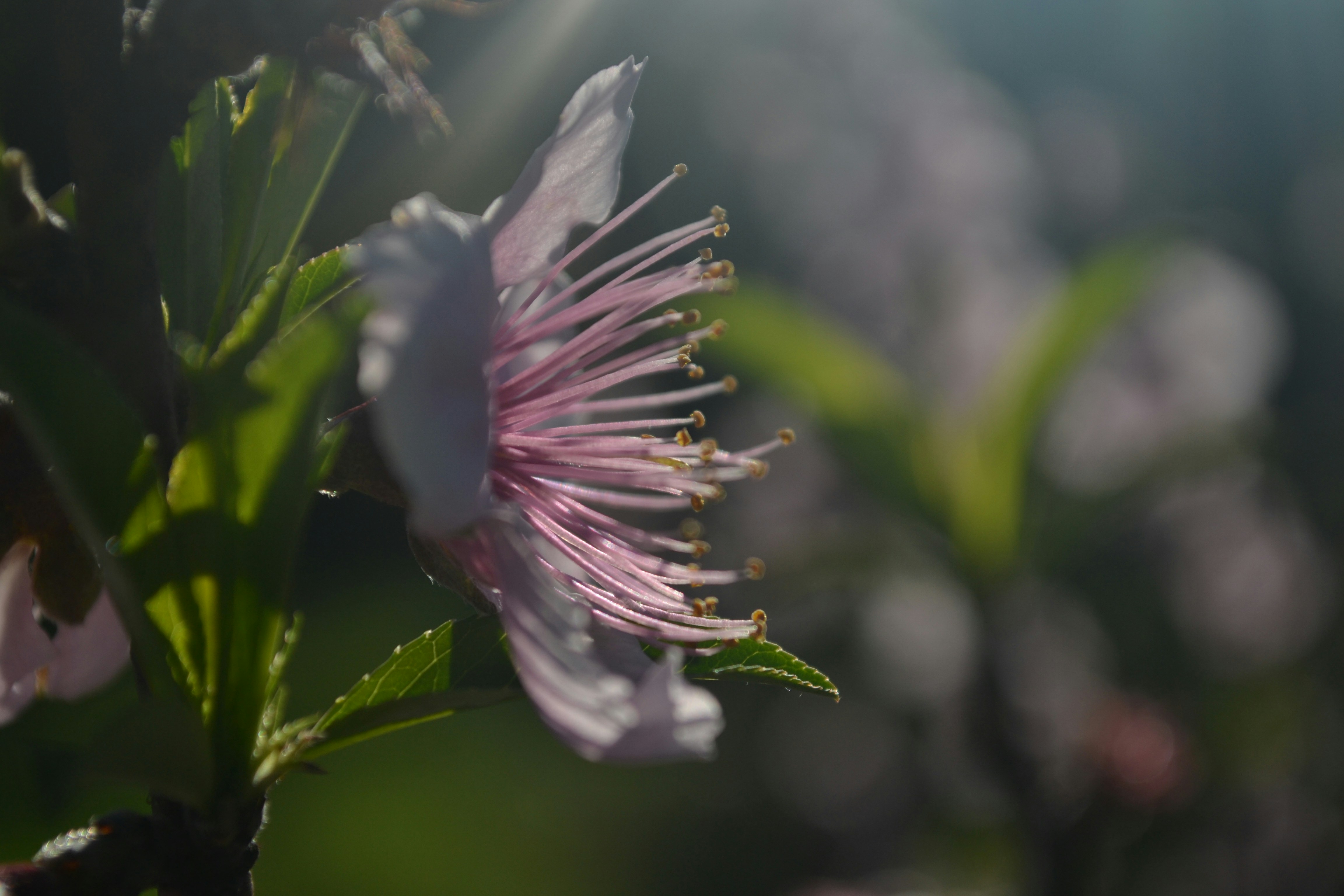 Petal Whisper: Morning Light on a Blooming Flower