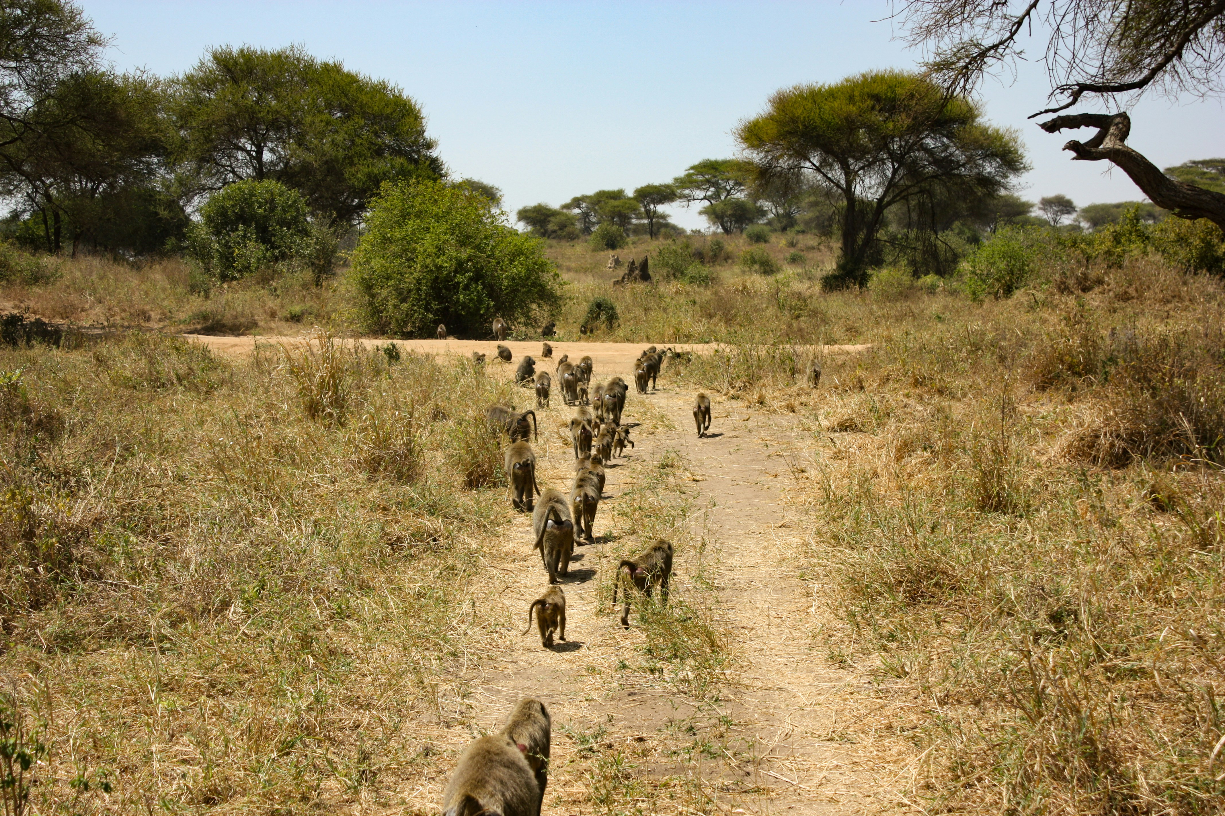 Dust Trail Parade: Elephants march along a sunlit savannah road