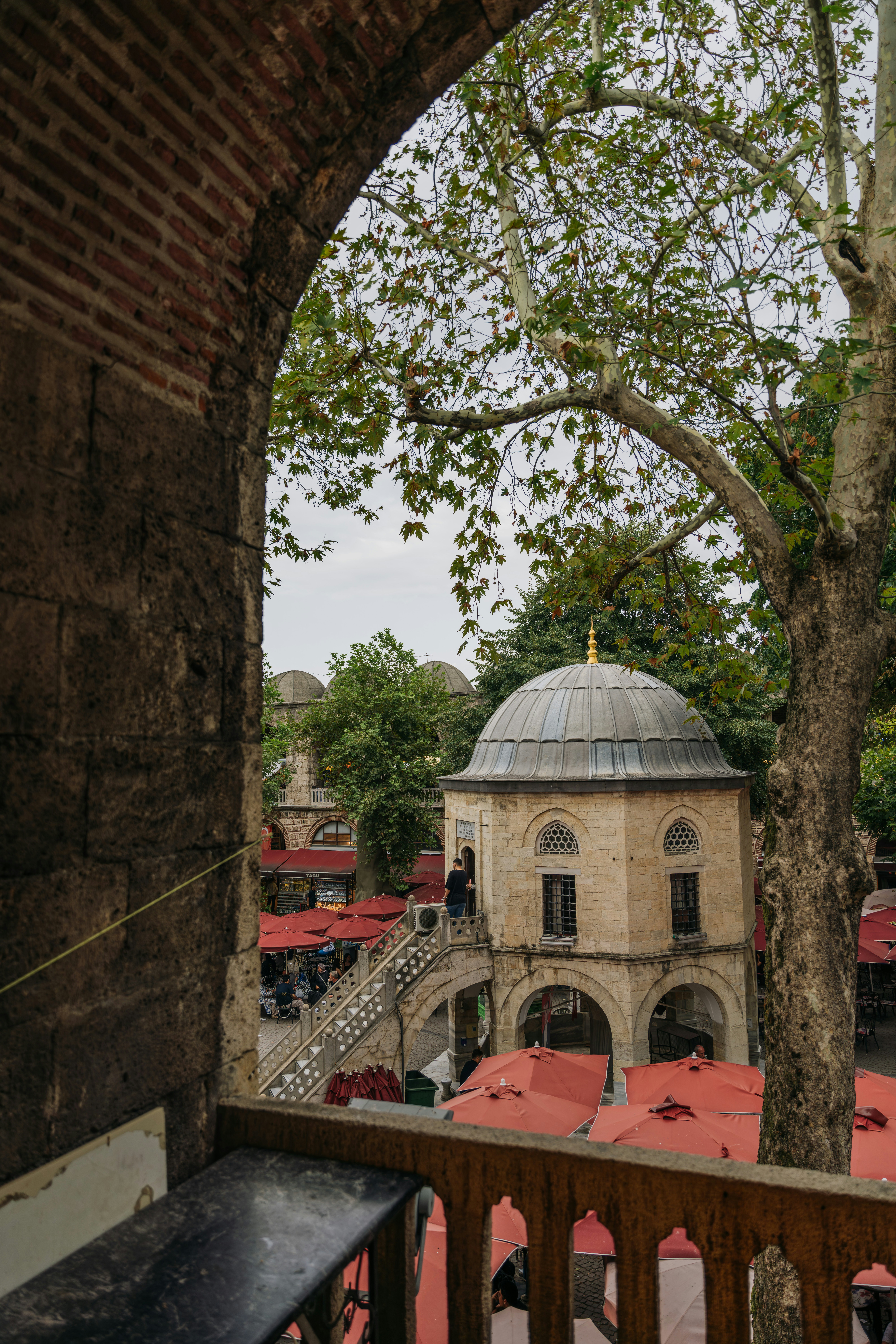Whispers of History Beneath the Canopy