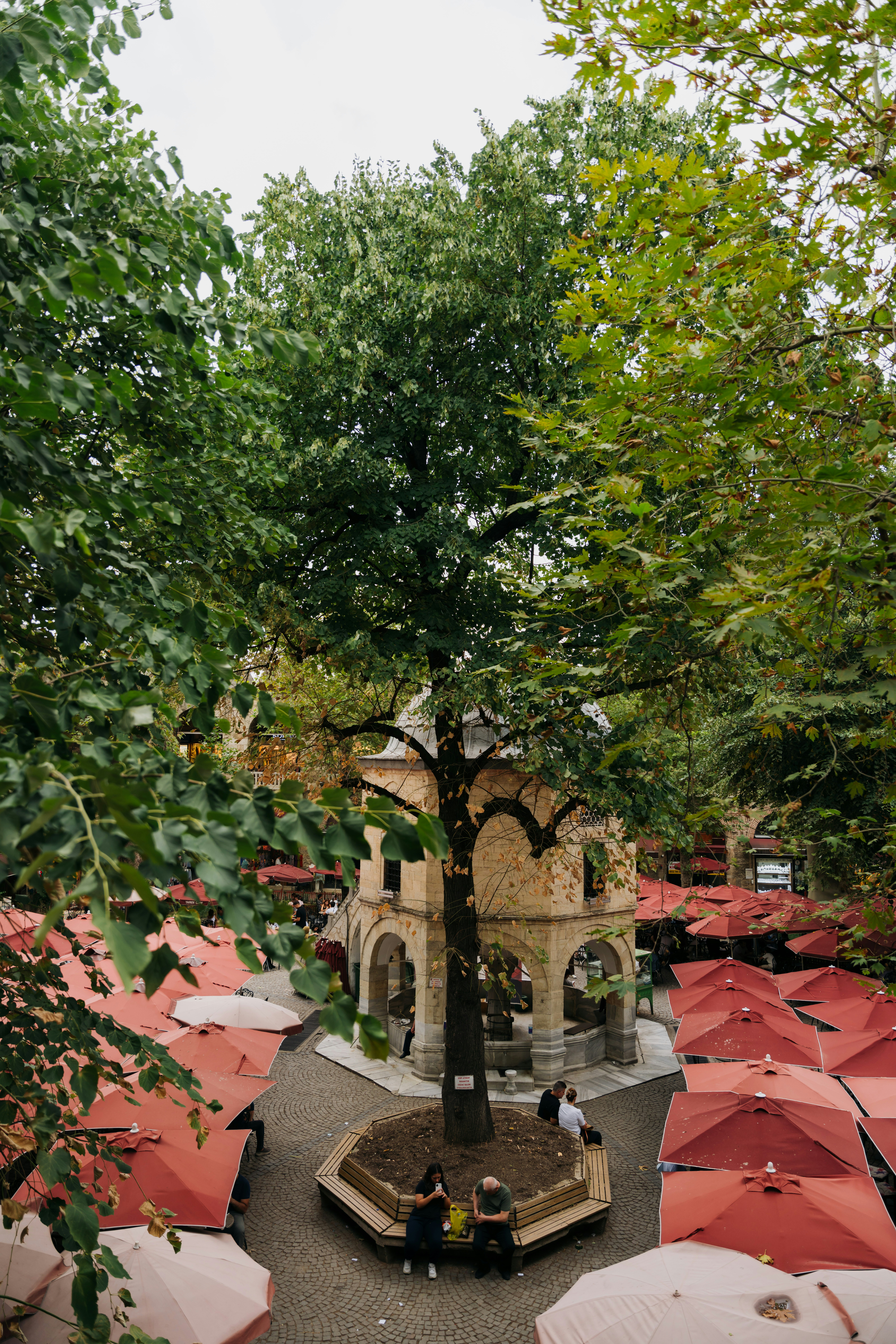 Central Oasis: A Gathering Under the Canopy