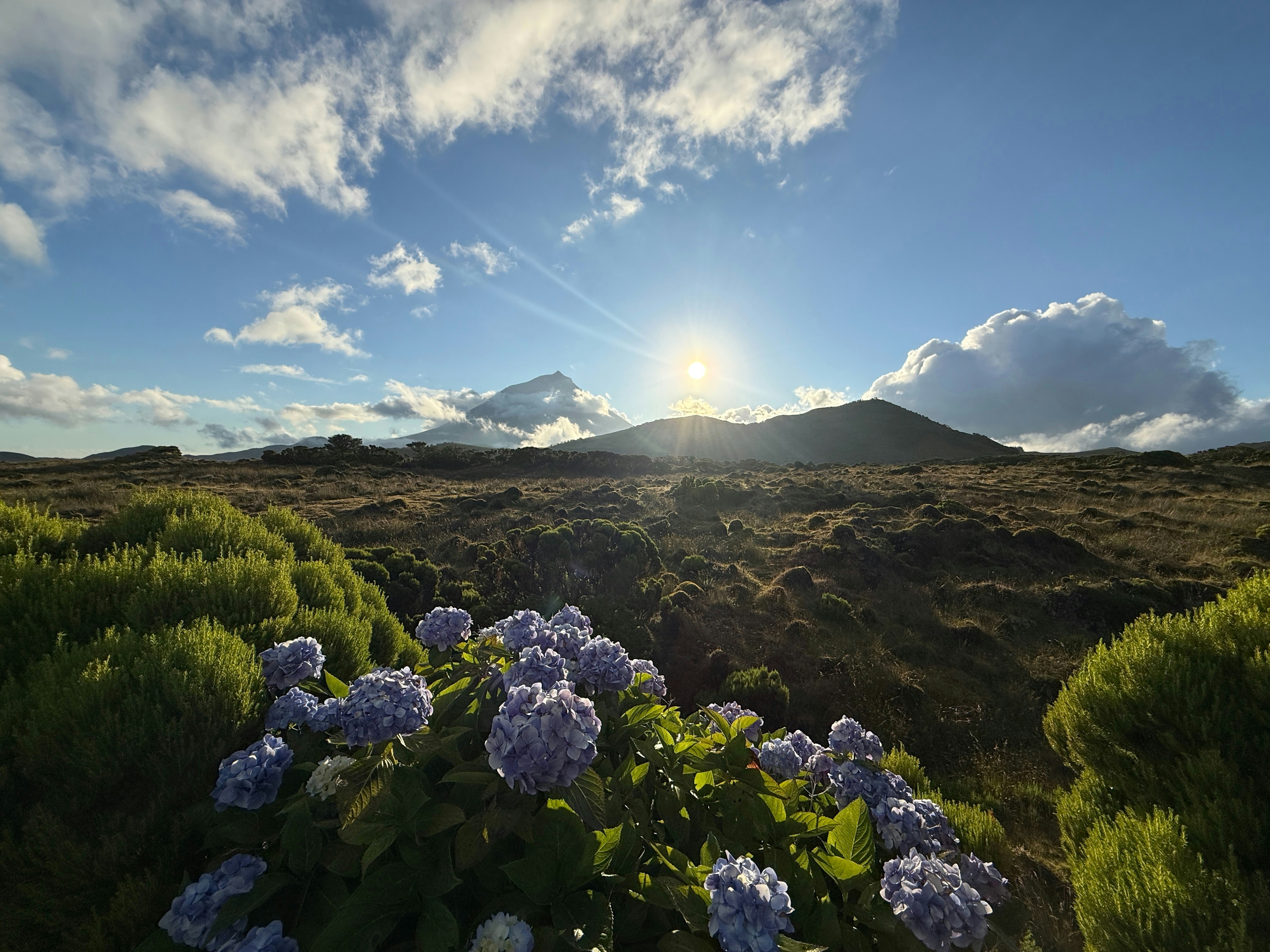 Sunlit Blossoms Amidst Majestic Peaks