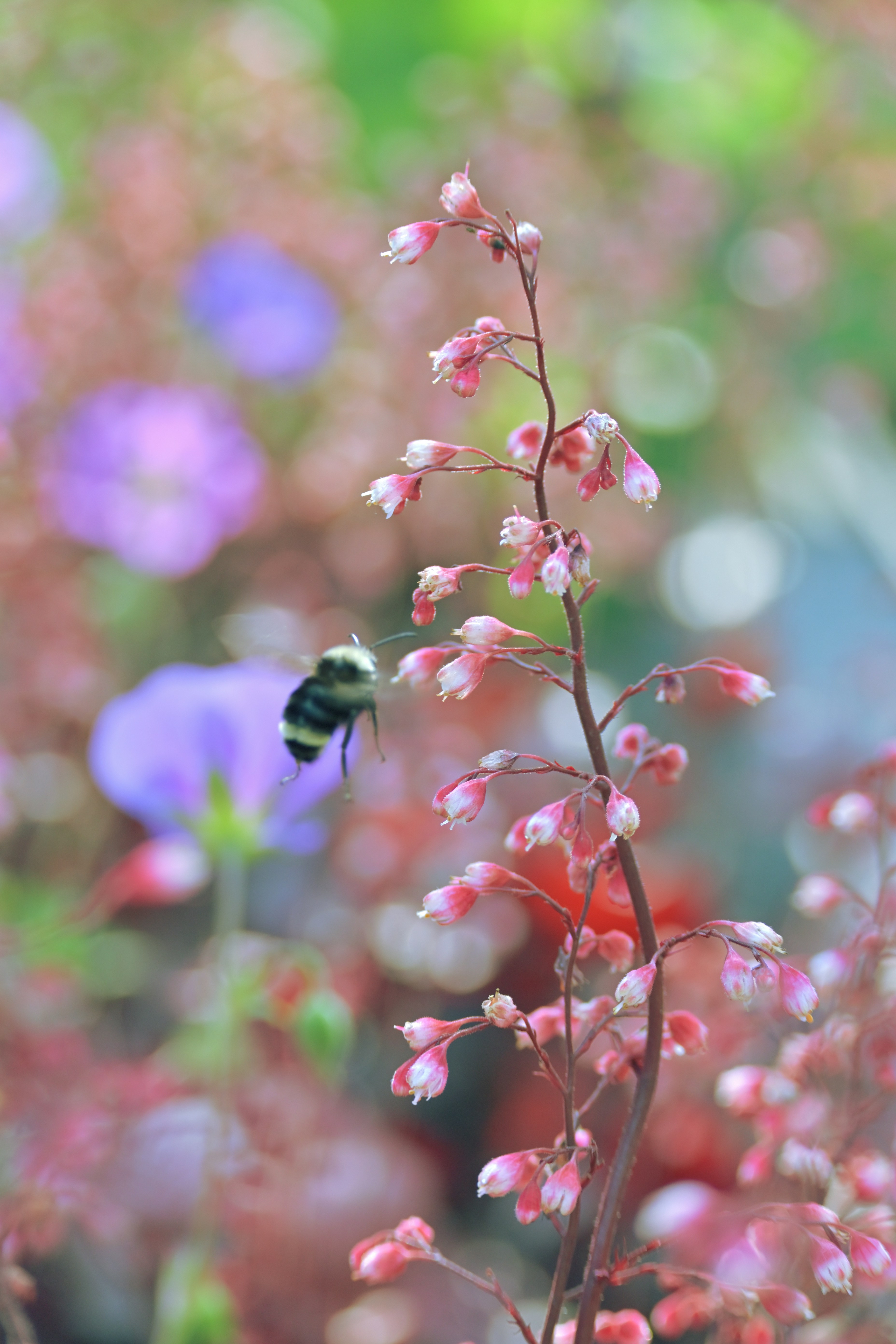 Whispers of Nature: The Dance of the Bumblebee
