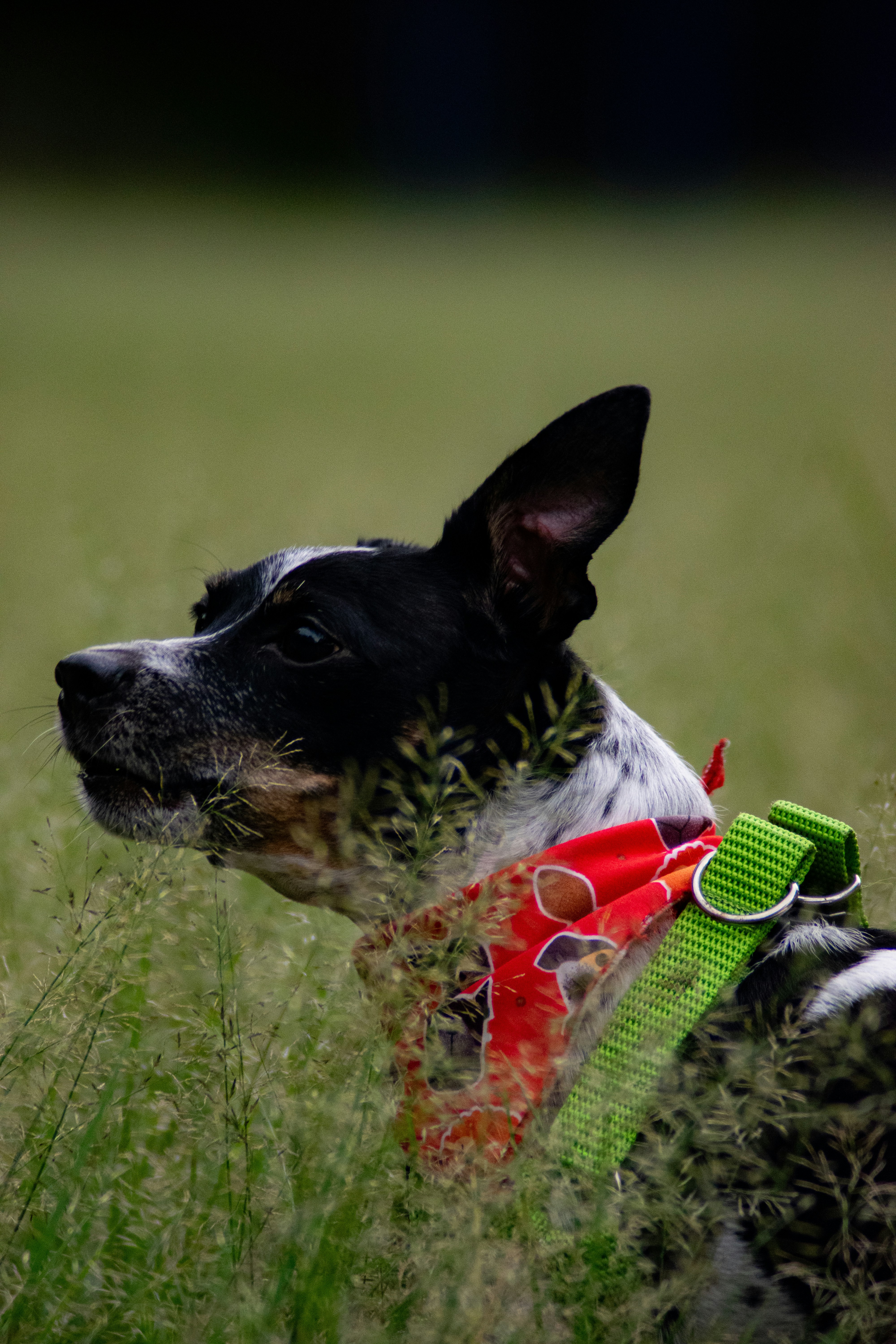 Photo by Samuel Montoya with Nikon D5300