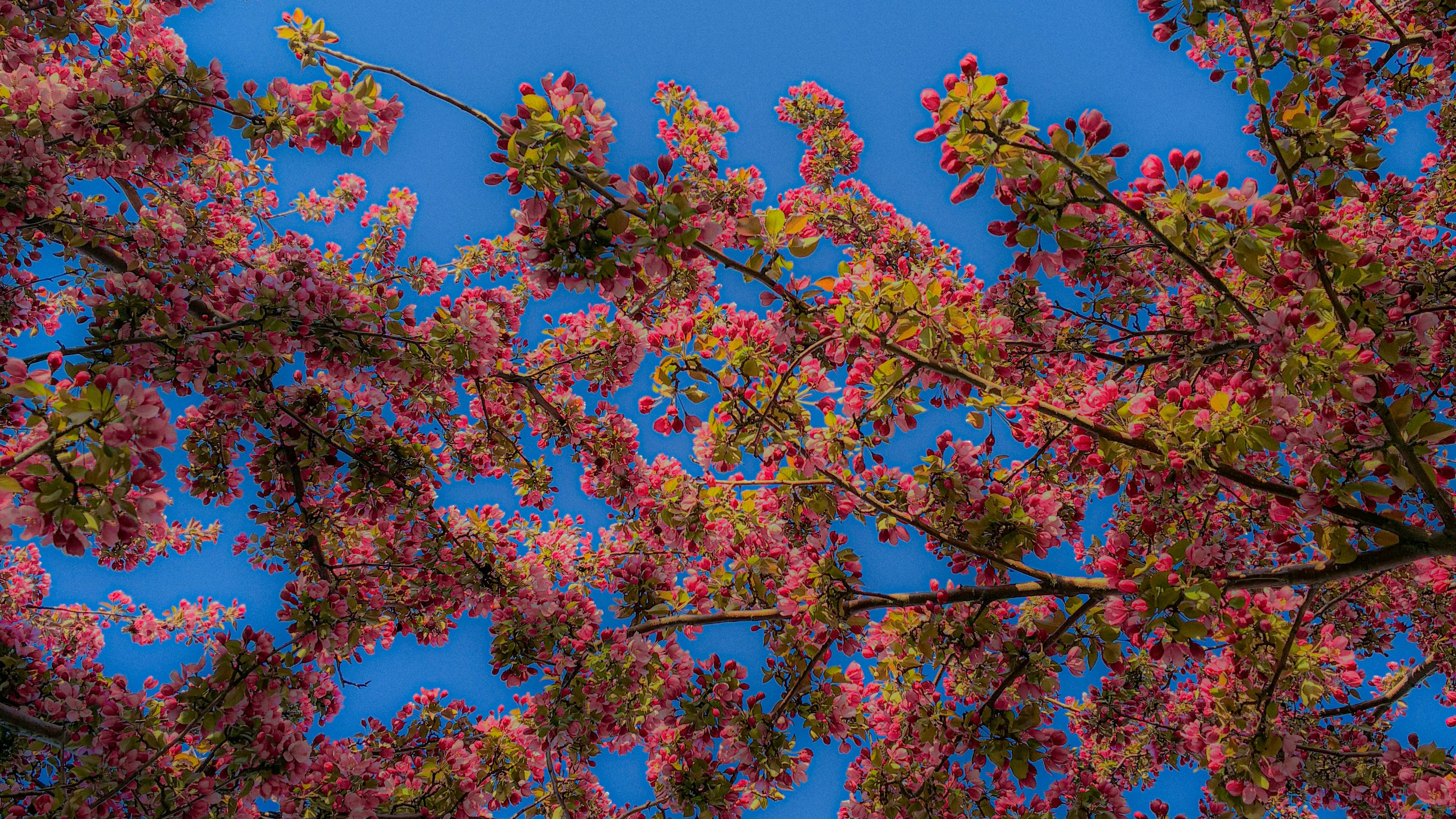 Free Spring Image on Unsplash