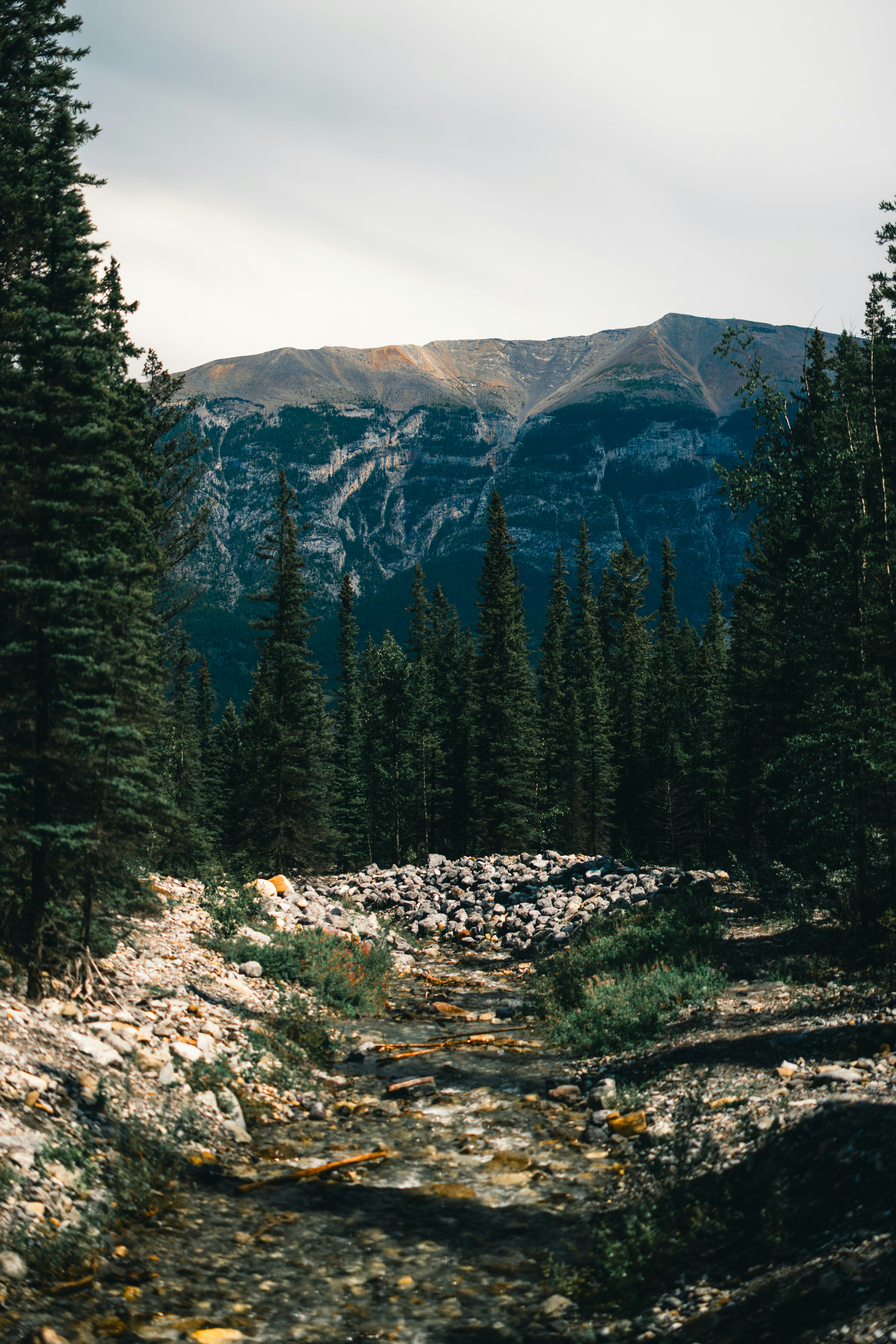 A serene mountain stream meanders through a forest of towering evergreens, framed by rugged peaks under a cloudy sky.