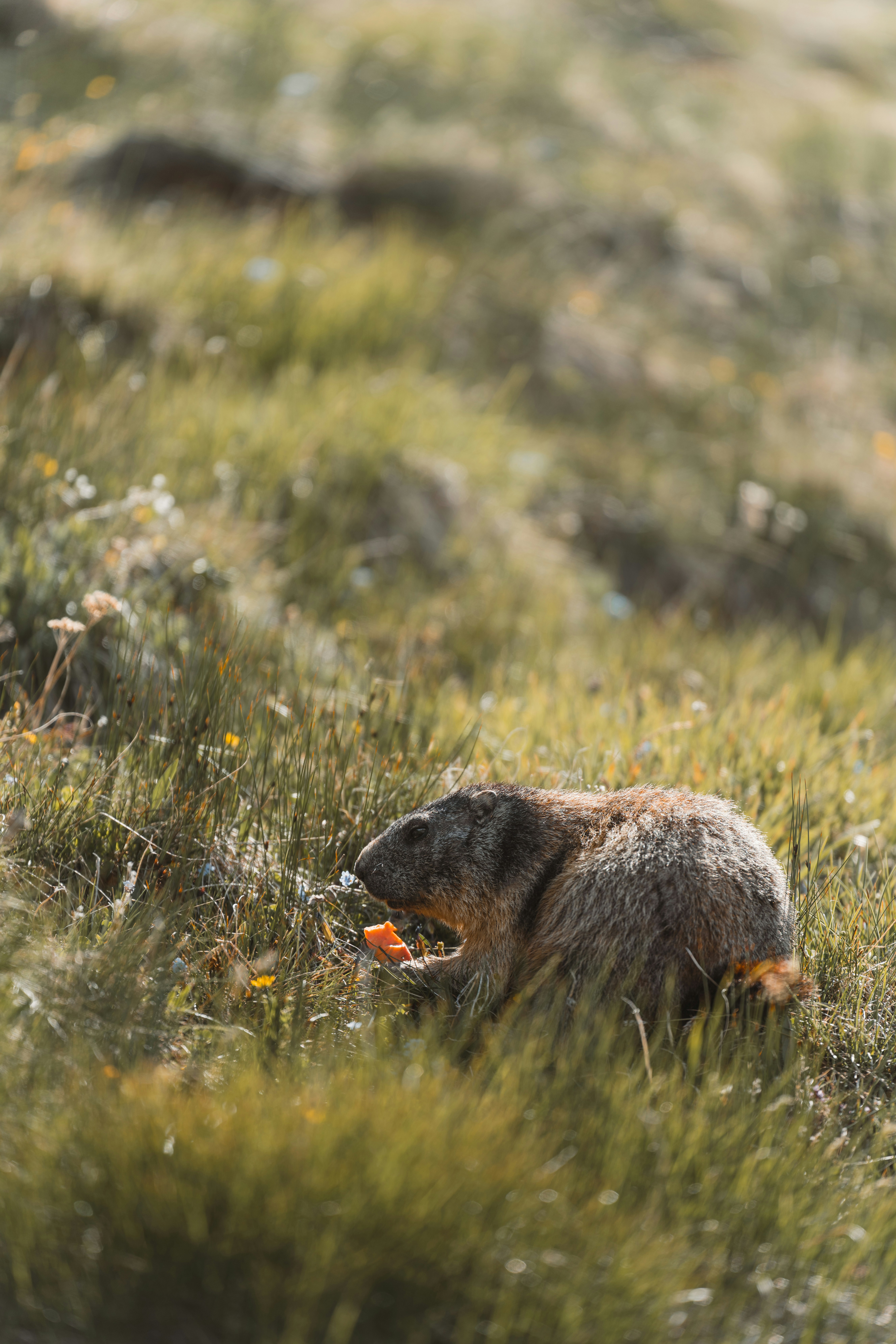Marmot Dining in Wild Meadow | Marmot eating a carrot in grassy field