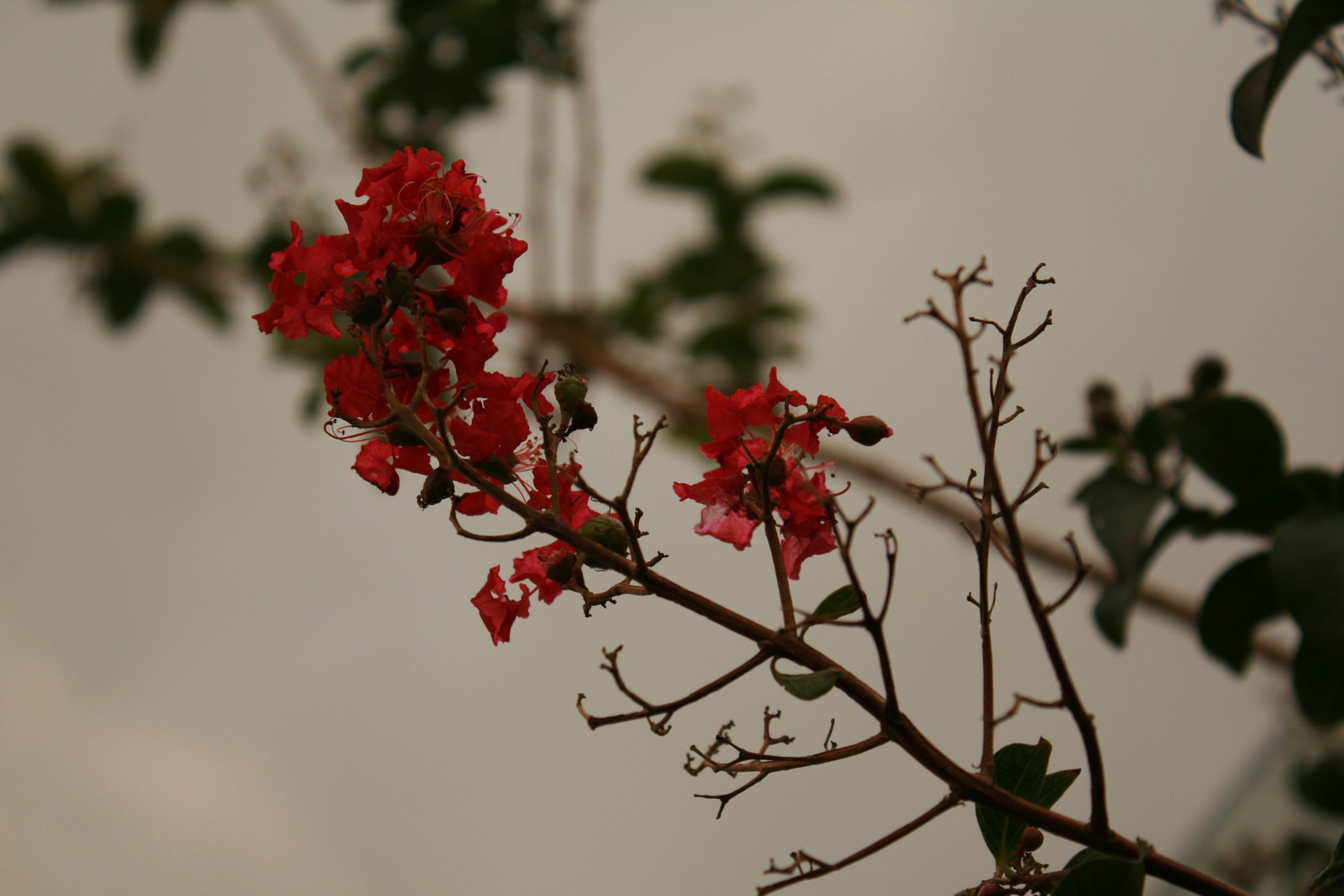 Red flowers bloom on a tree branch.