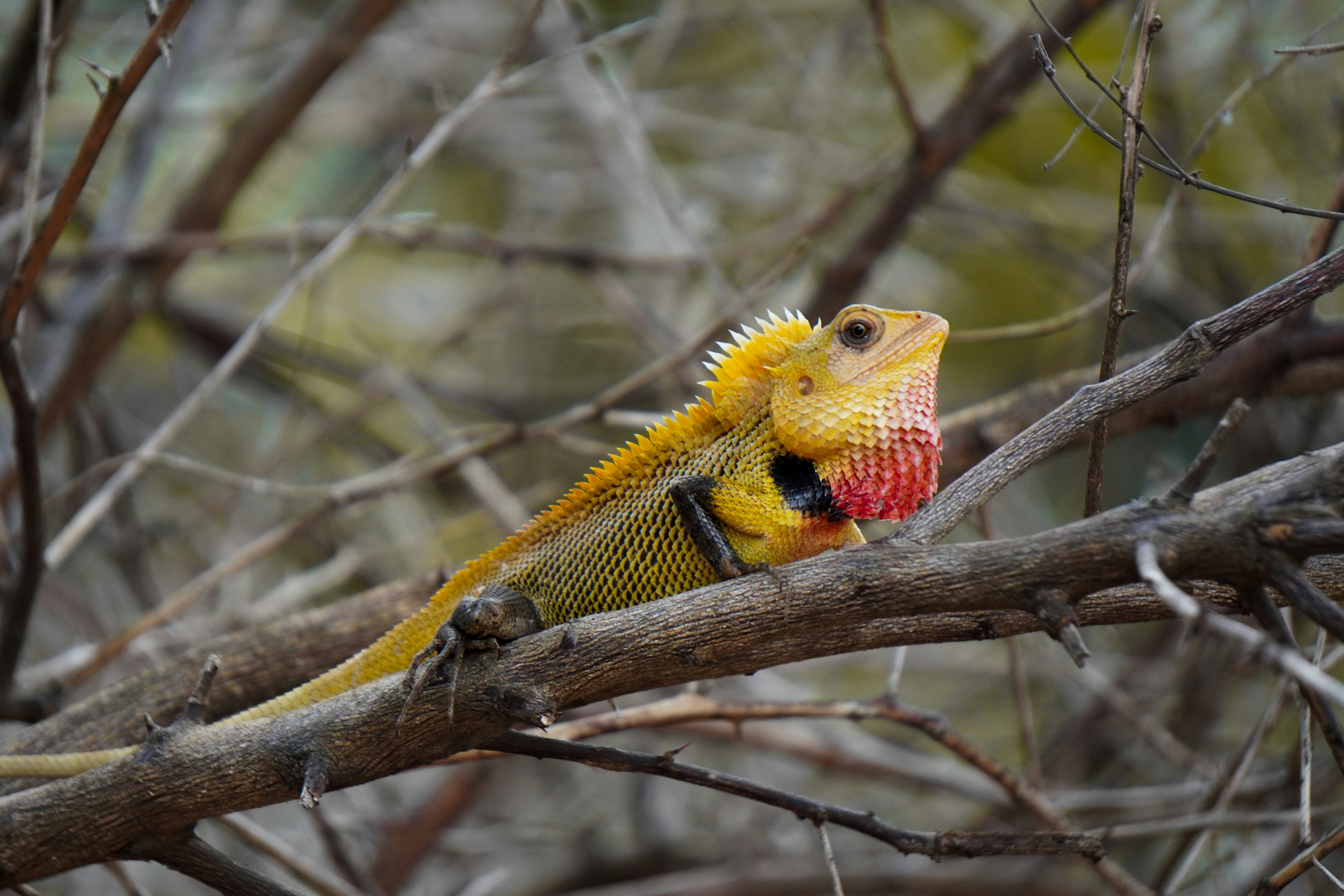 A colorful lizard perched on a tree branch