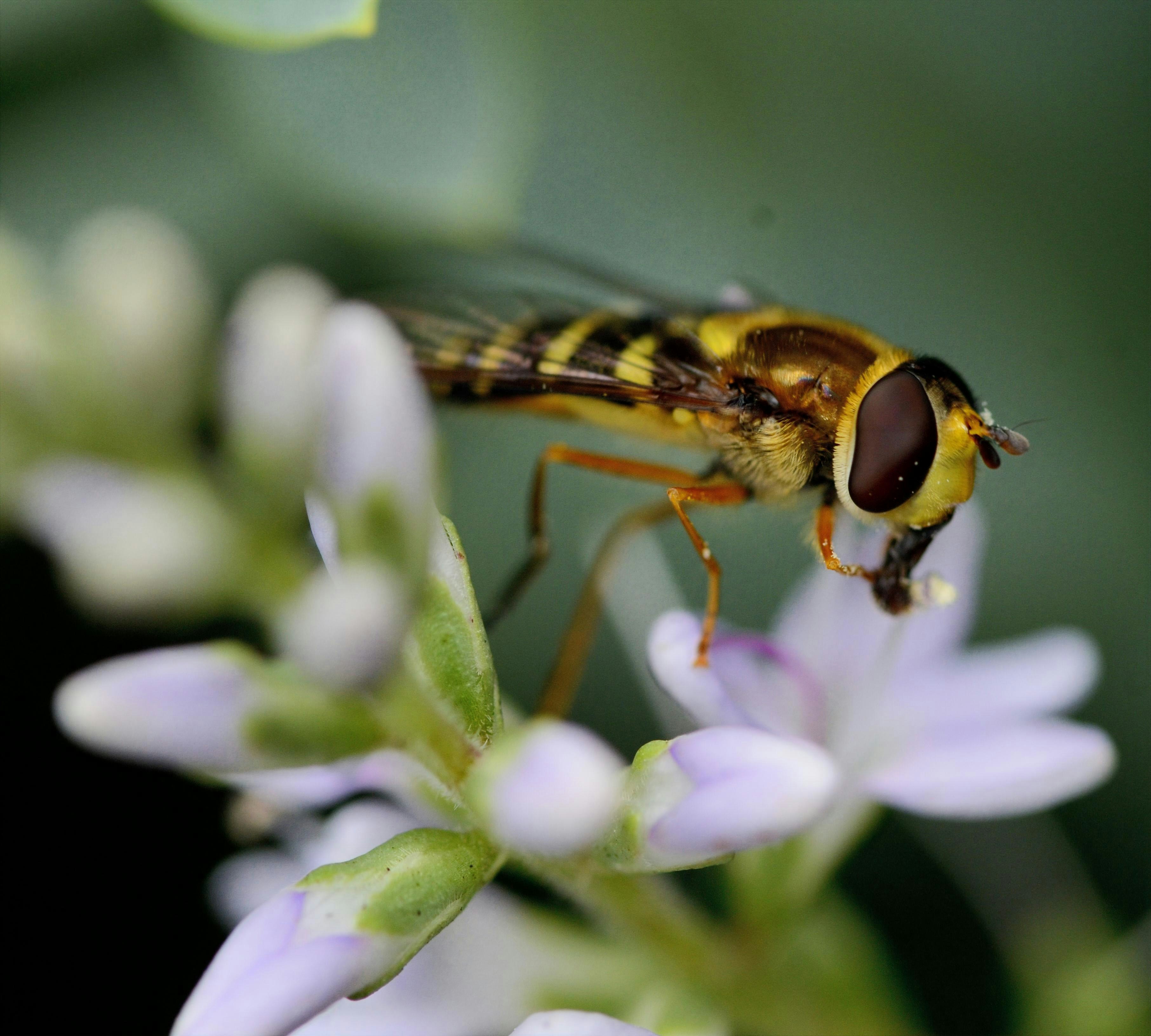 Nature's Tiny Artisan: The Hoverfly at Work
