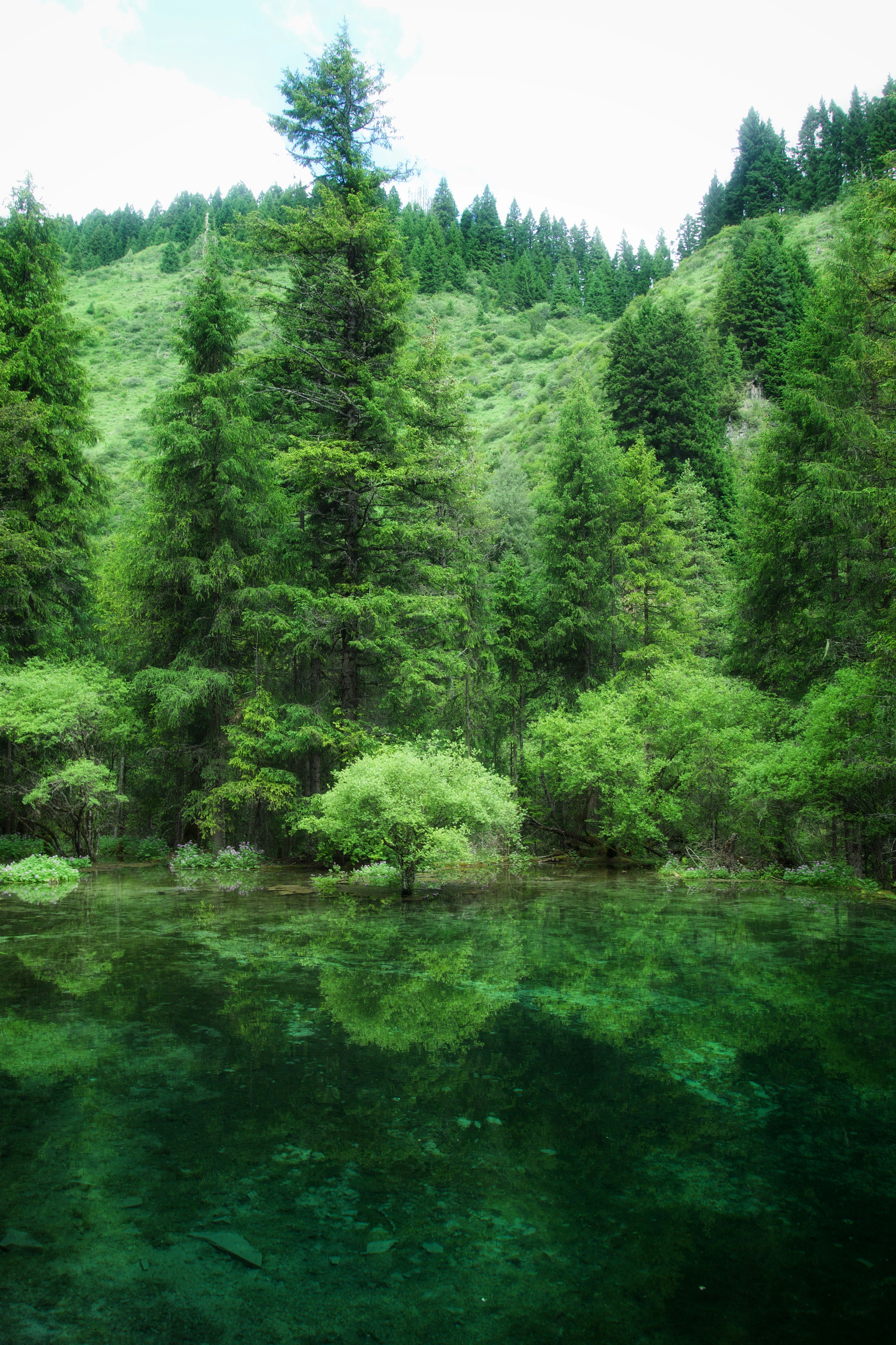 Clear green water reflects lush trees on a hillside.
