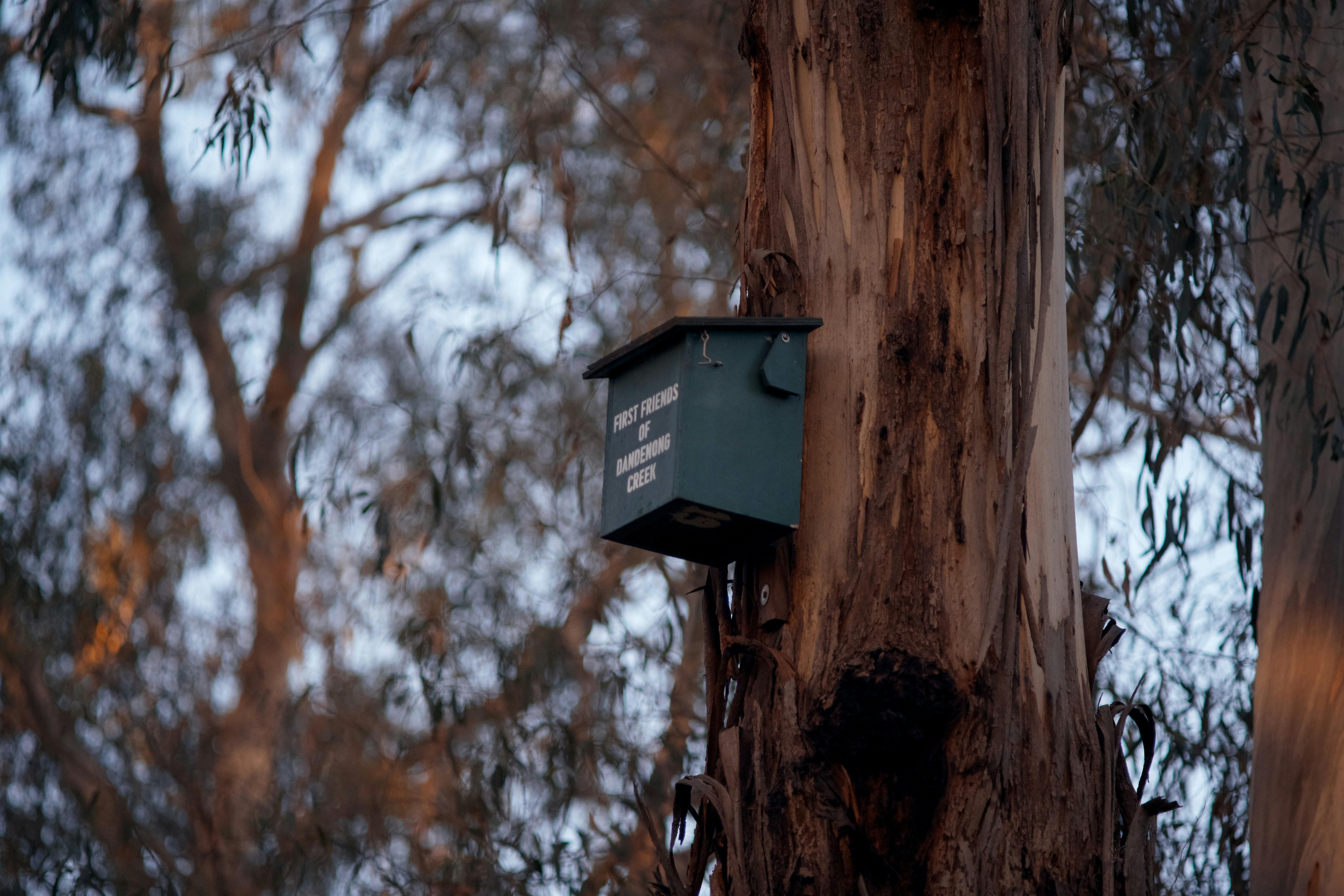 Nestled Haven: A Home Among the Eucalypts