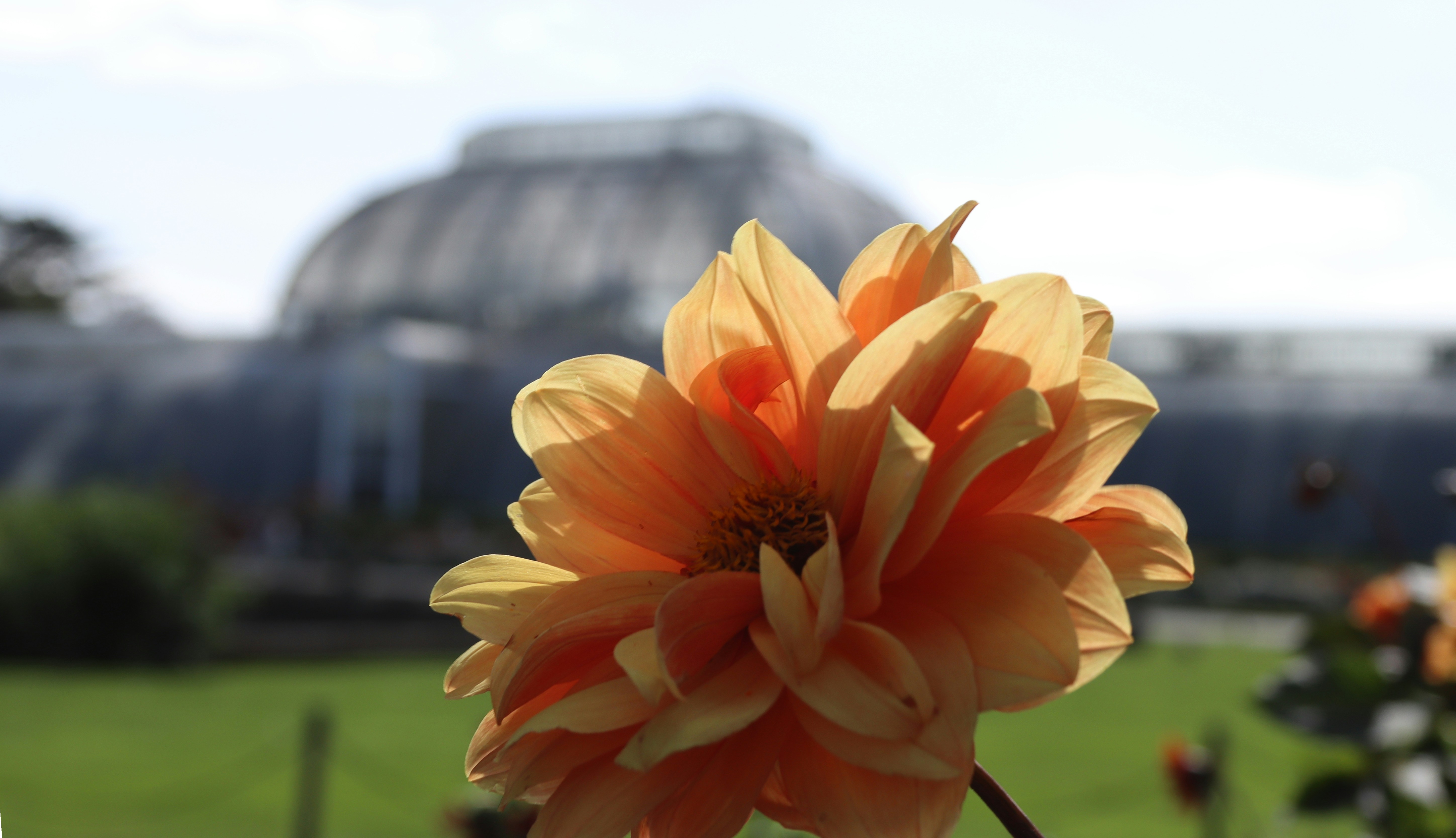 Blossoming Serenity: A Floral Embrace