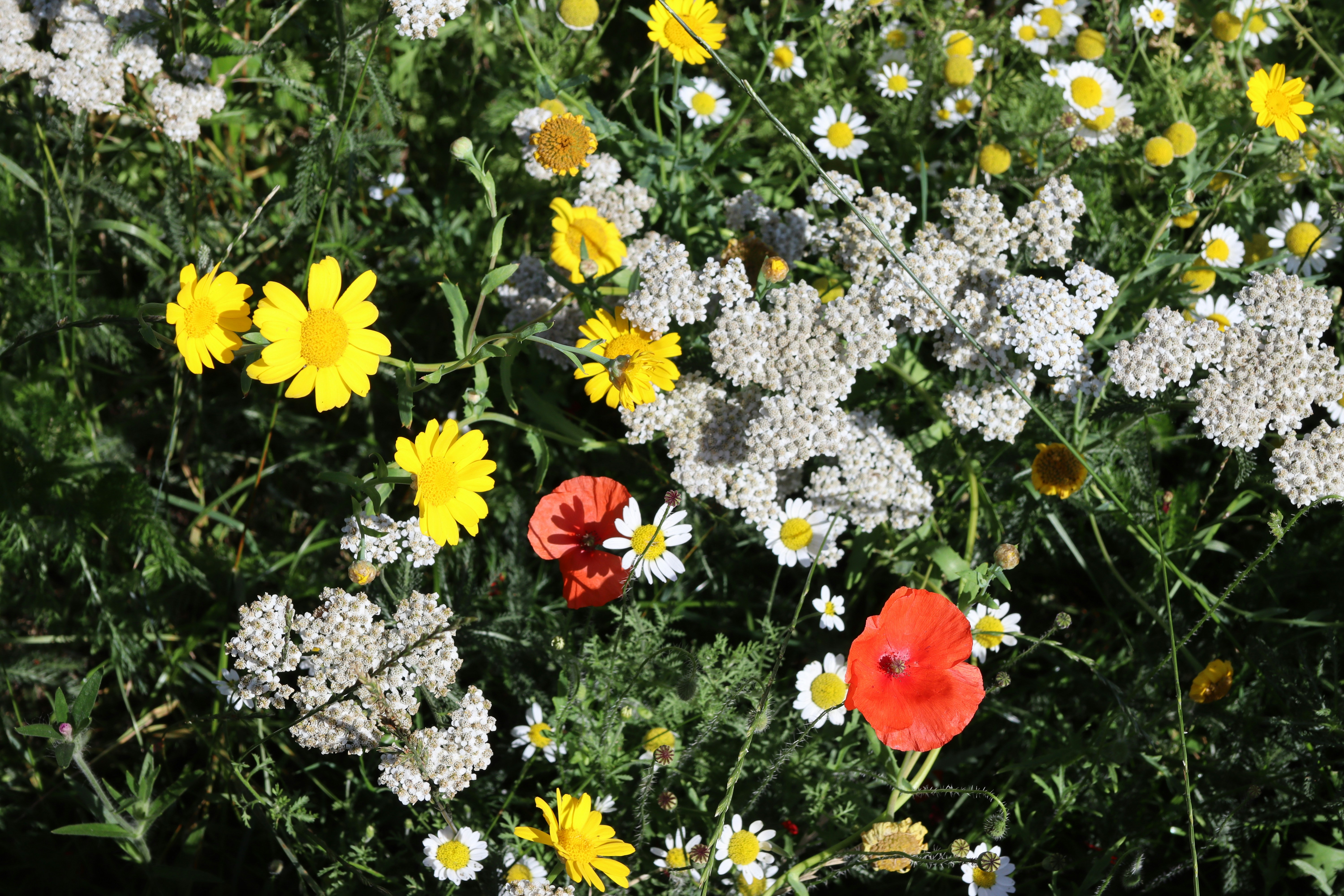 Vibrant wildflowers, including yellow daisies and red poppies, create a colorful tapestry in a sunlit meadow.