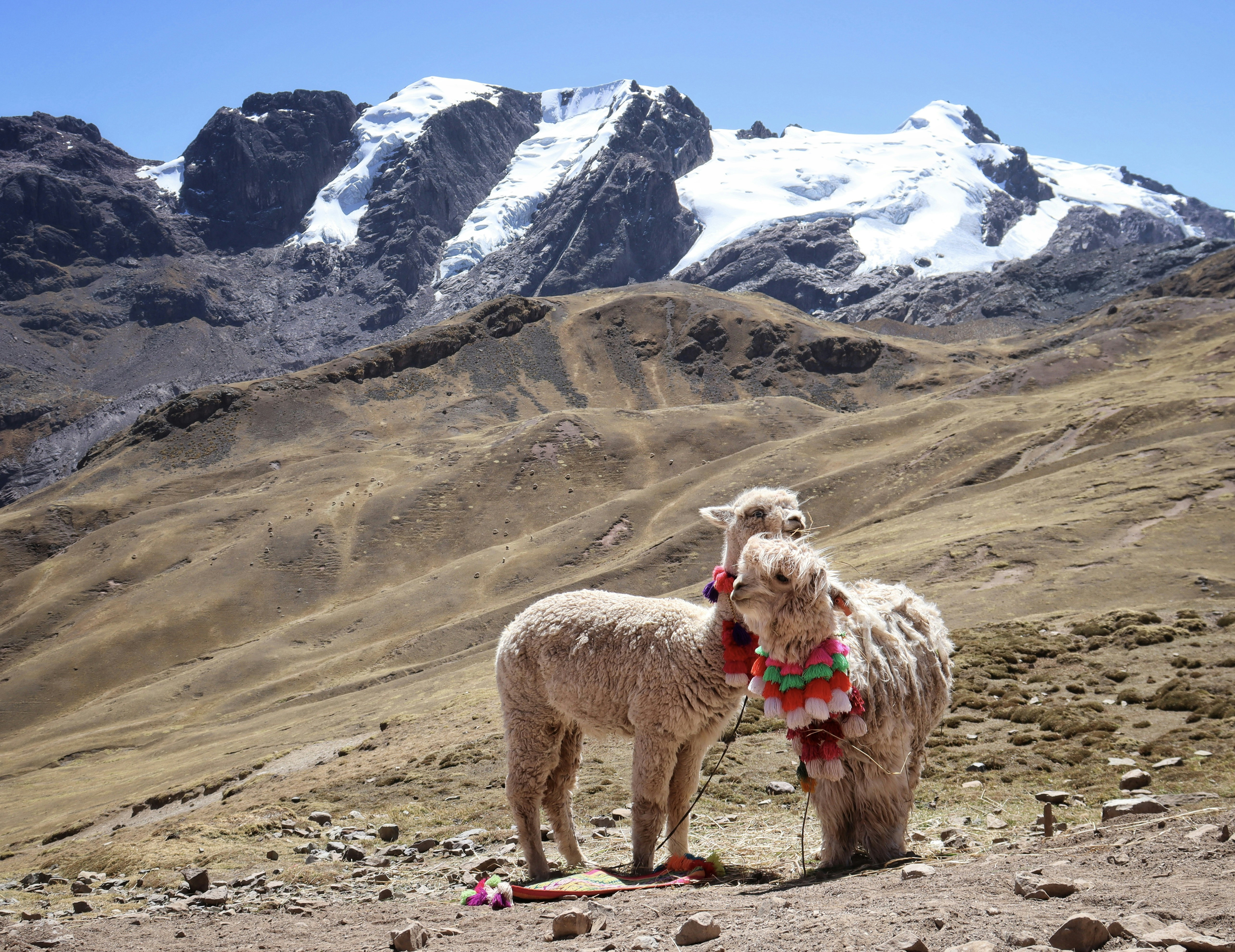 Llamas Against Majestic Peaks