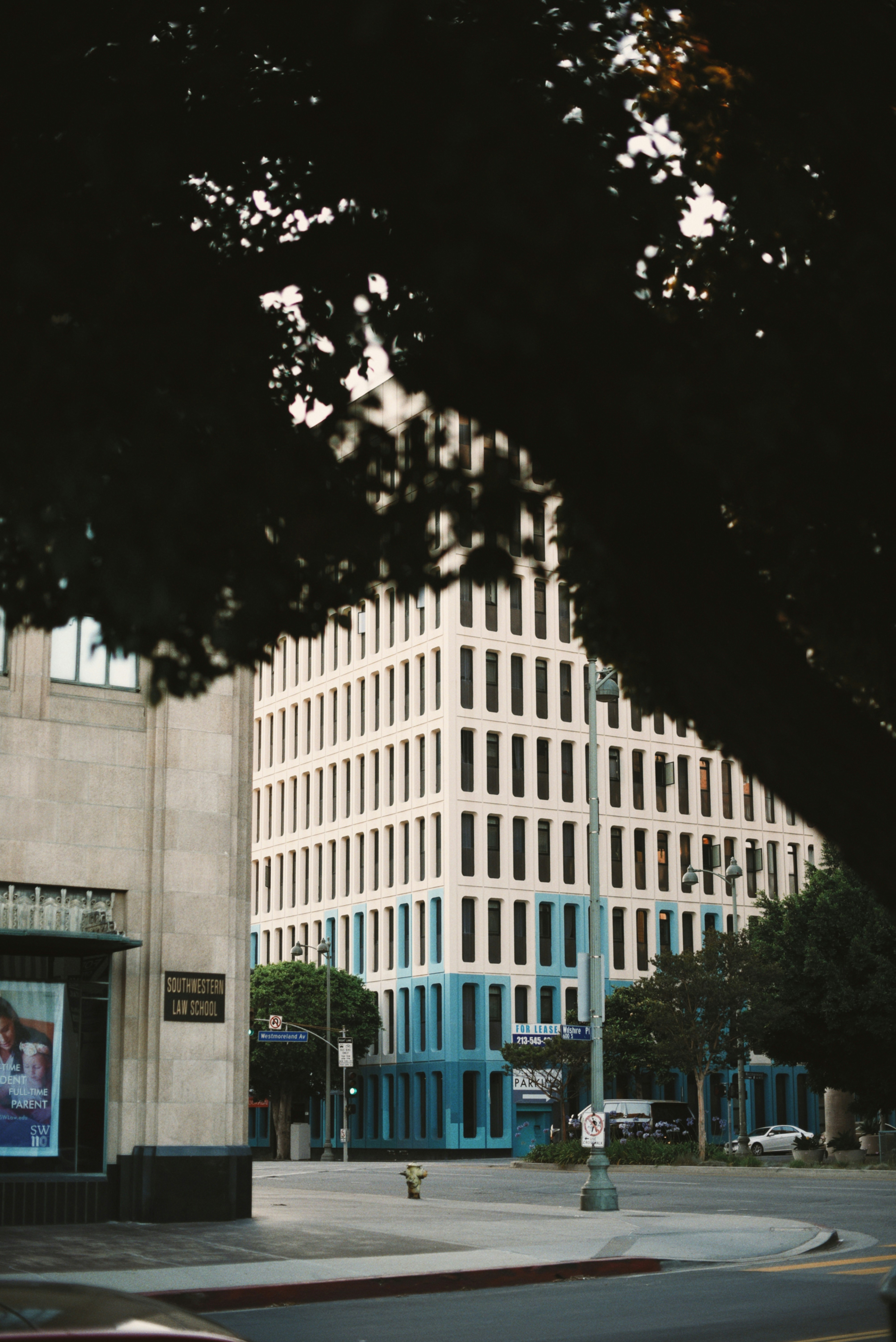 Modern Facade Through the Trees | Modern white building with blue accents framed by trees.