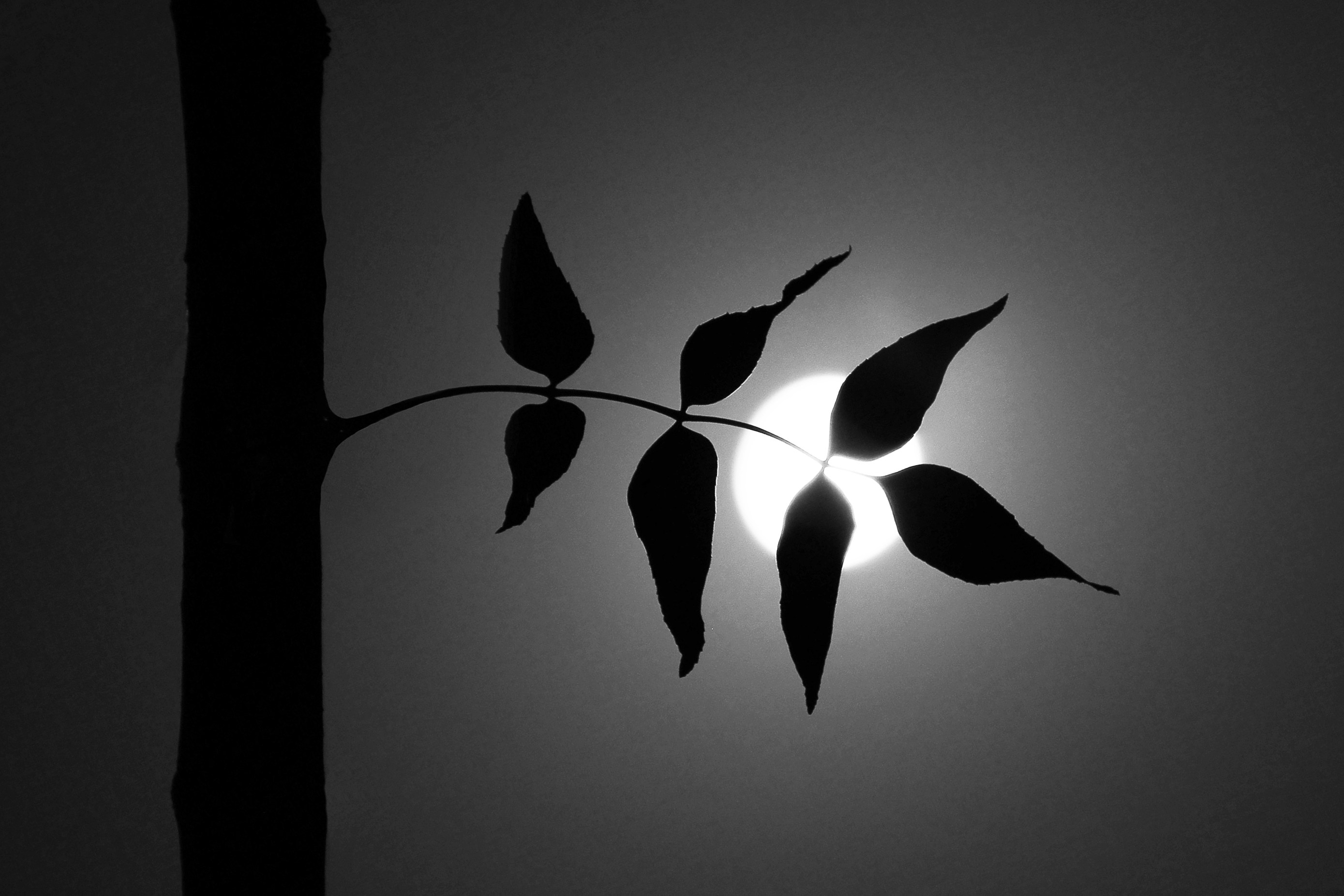Delicate leaves silhouetted against a glowing sun, creating a striking interplay of light and shadow.