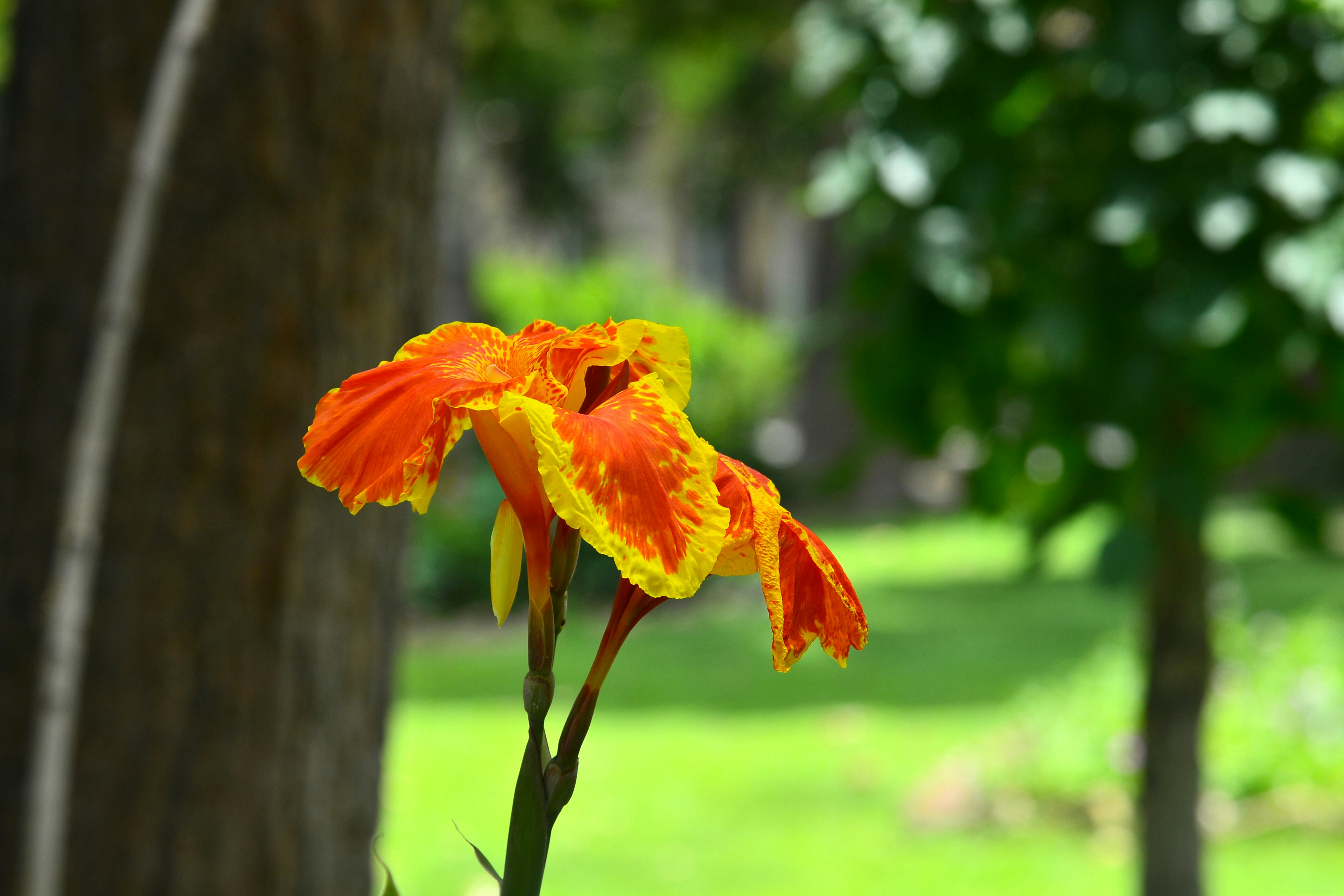 Flame-Kissed Flora: A Dance of Color