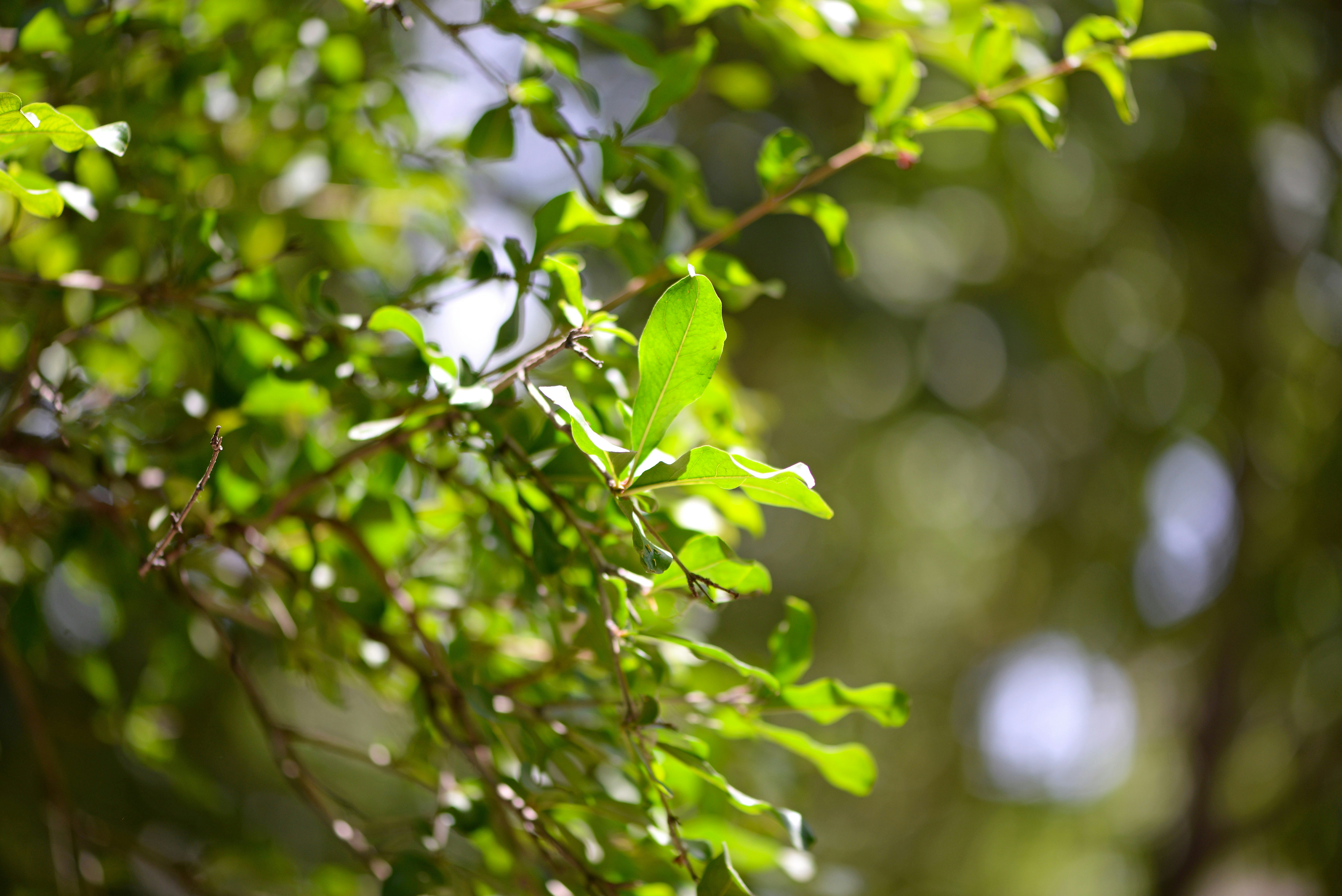 A beautiful and artistic photo with shallow depth of field of lush, green, and vibrant tree leaves located in Police Park in the Tehranpars neighborhood of Tehran. | Green leafy branches with blurred background