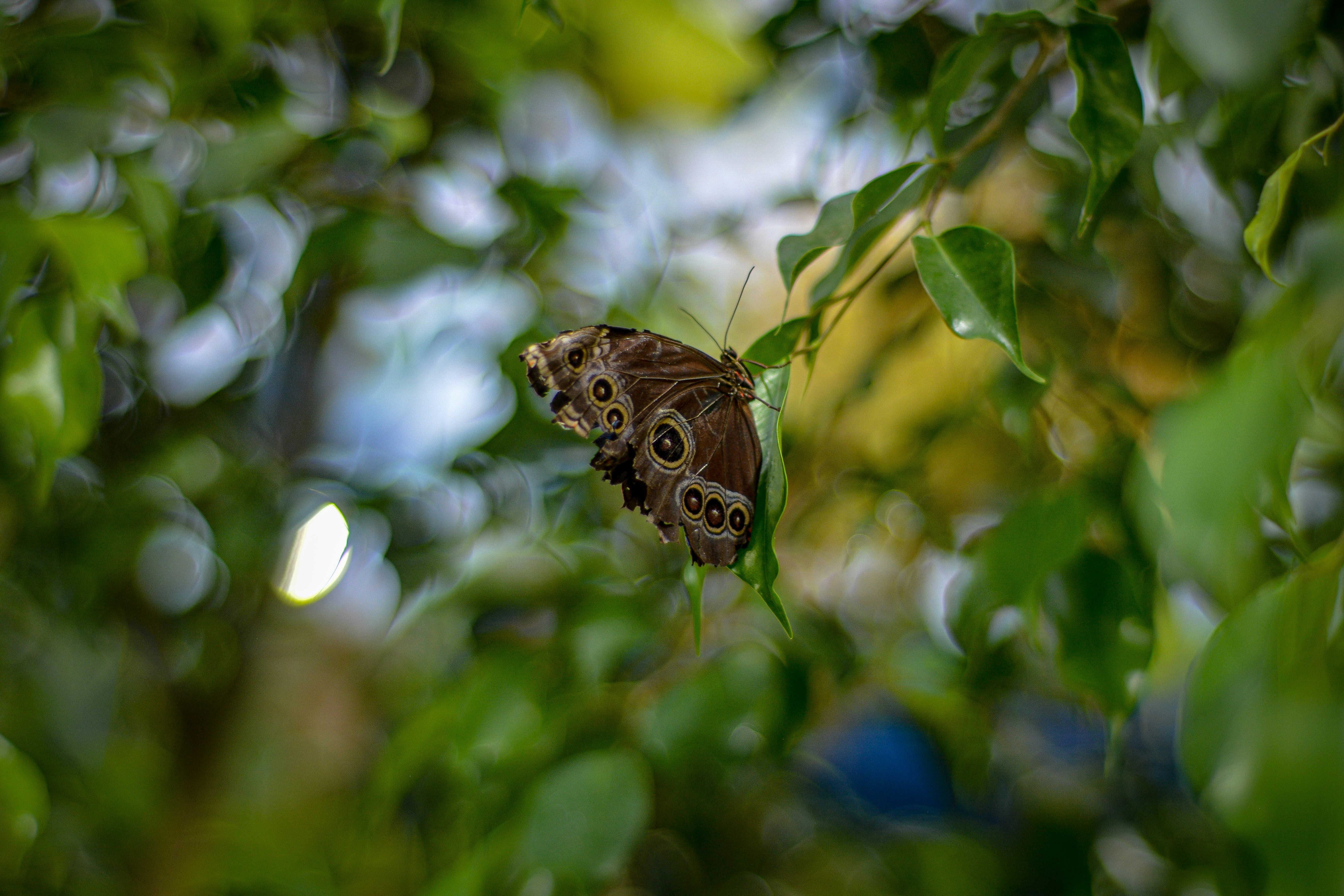 A brown butterfly rests on a green leaf.