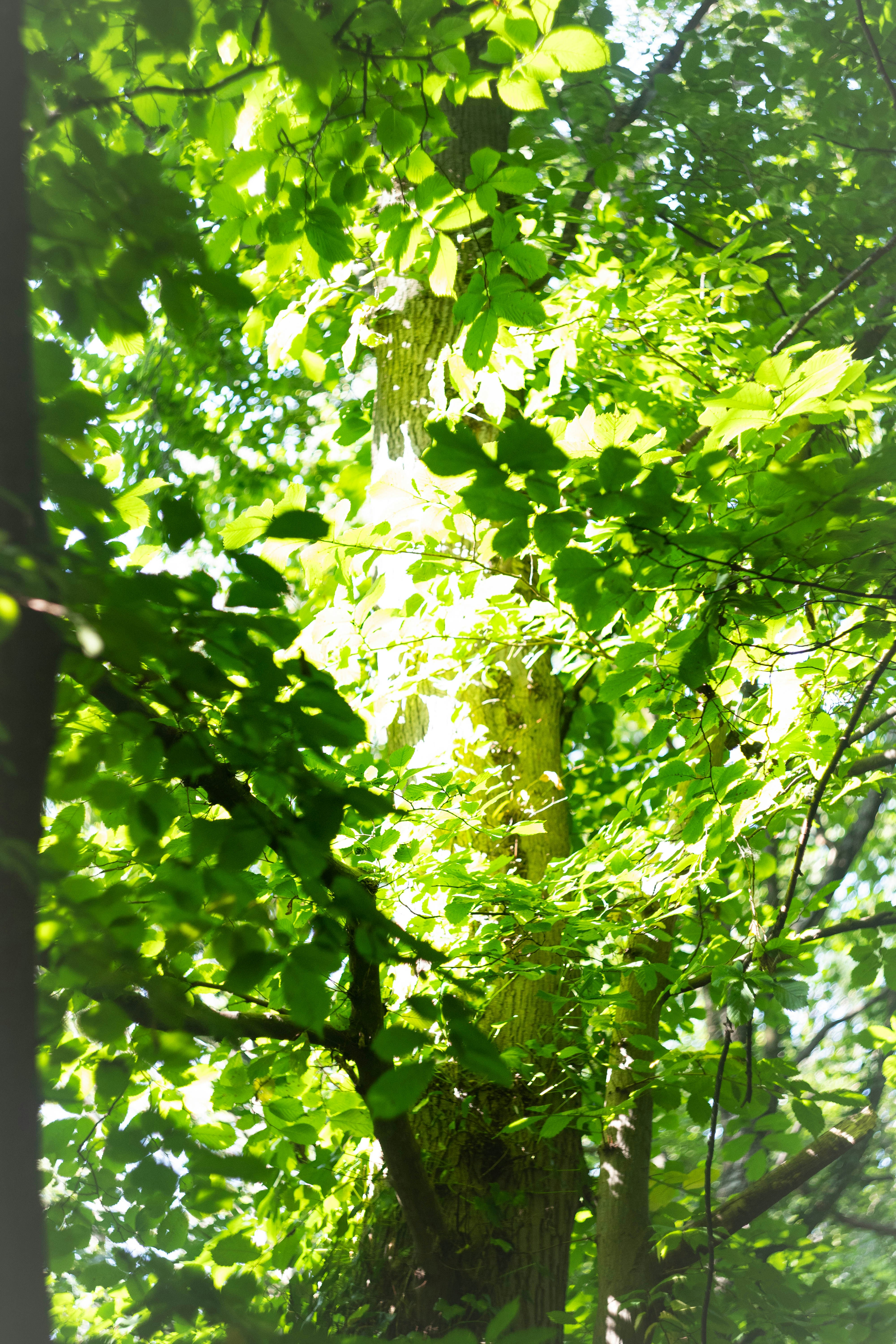 Sunlight filtering through lush green leaves in a forest.