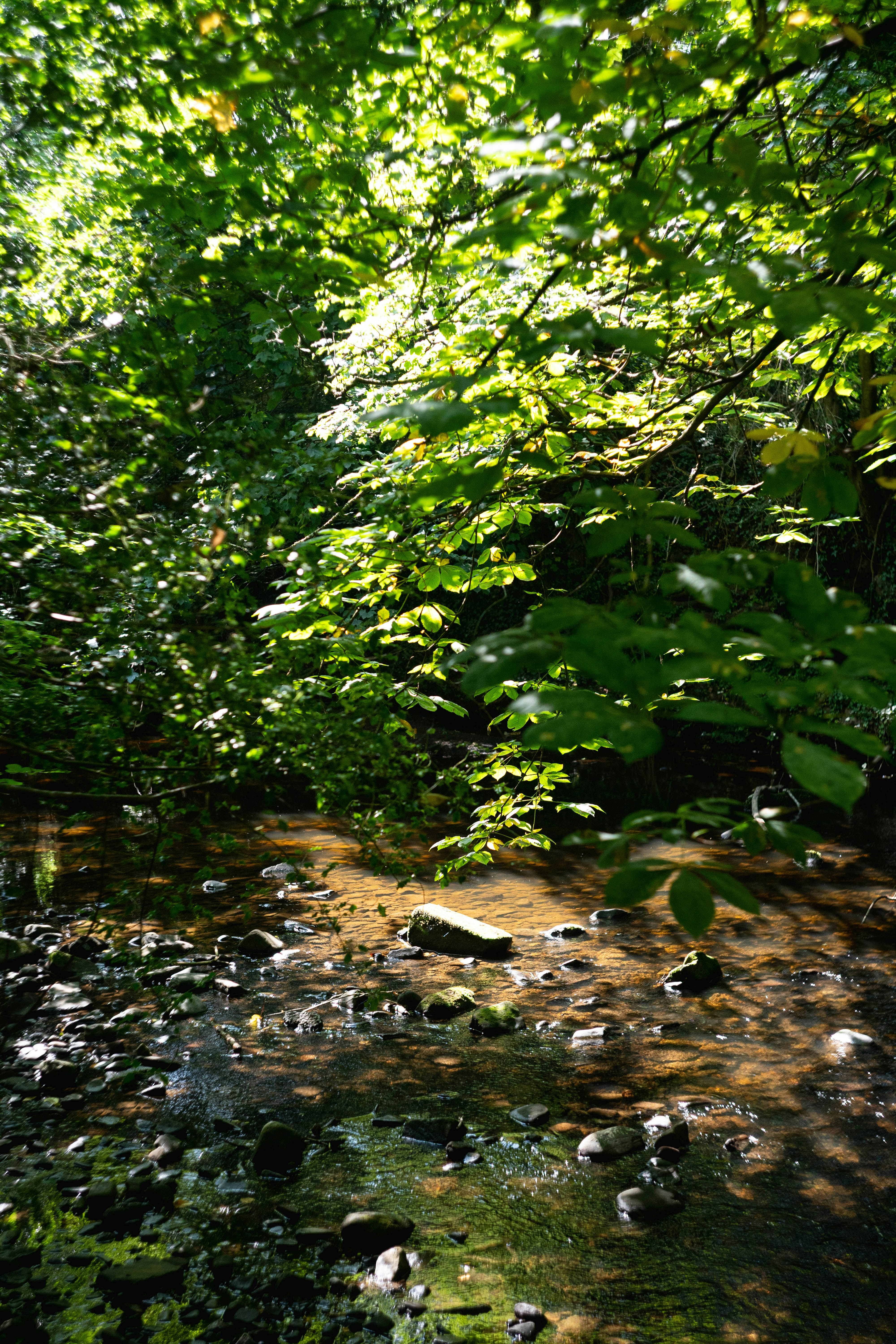 Sunlight filters through lush green trees onto a rocky stream.