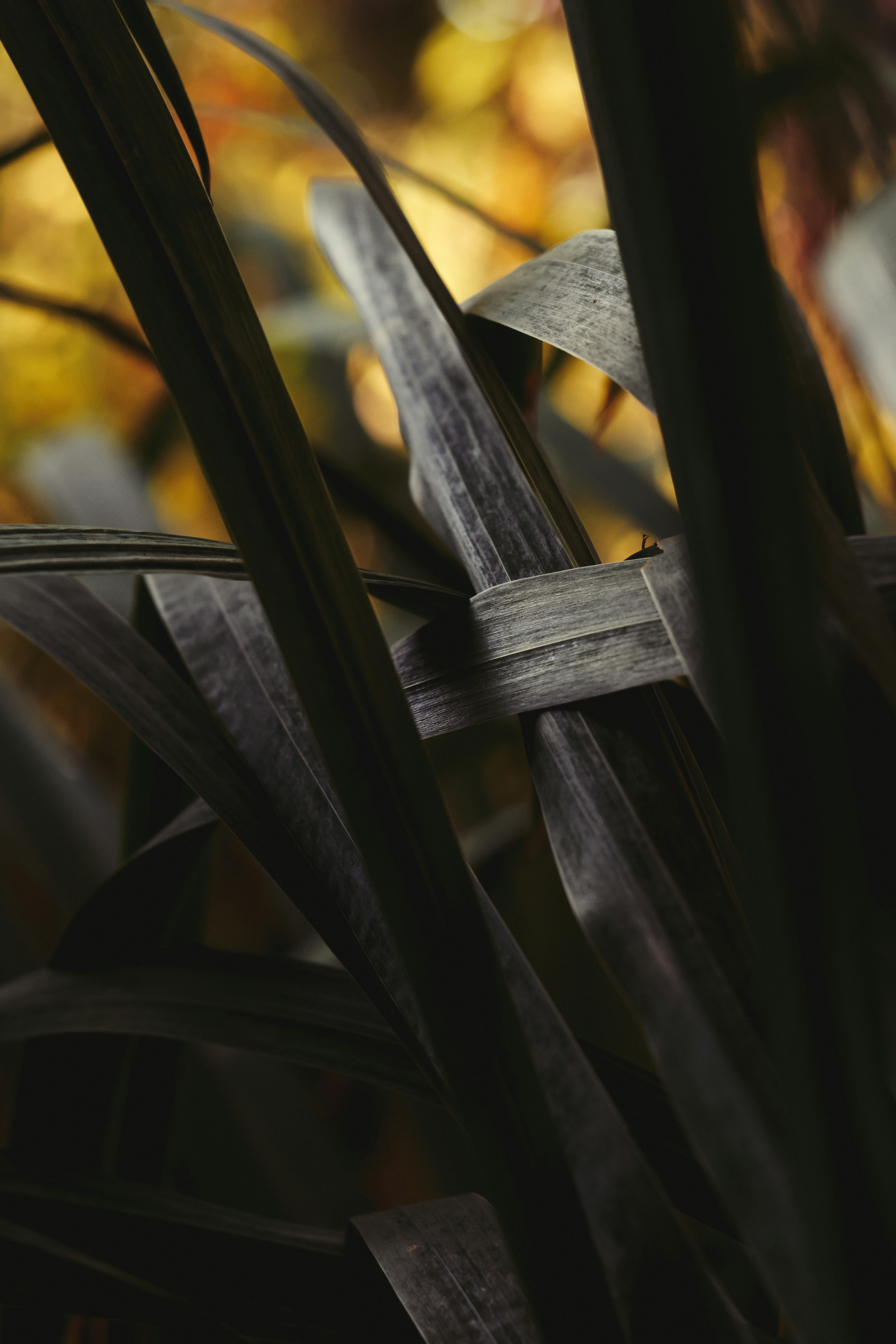 Dark leaves with blurred autumn background