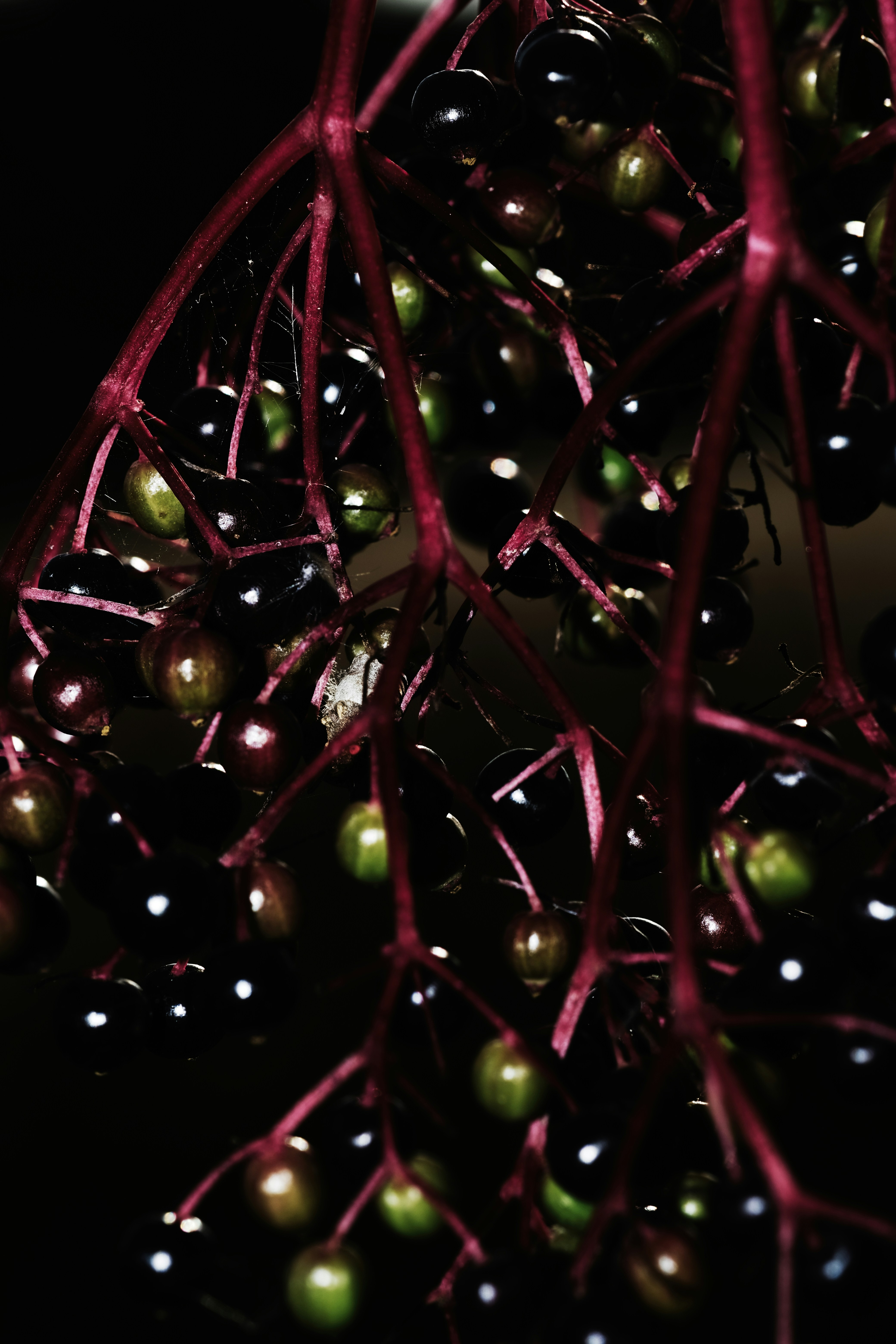 Nature's Intricate Web of Color