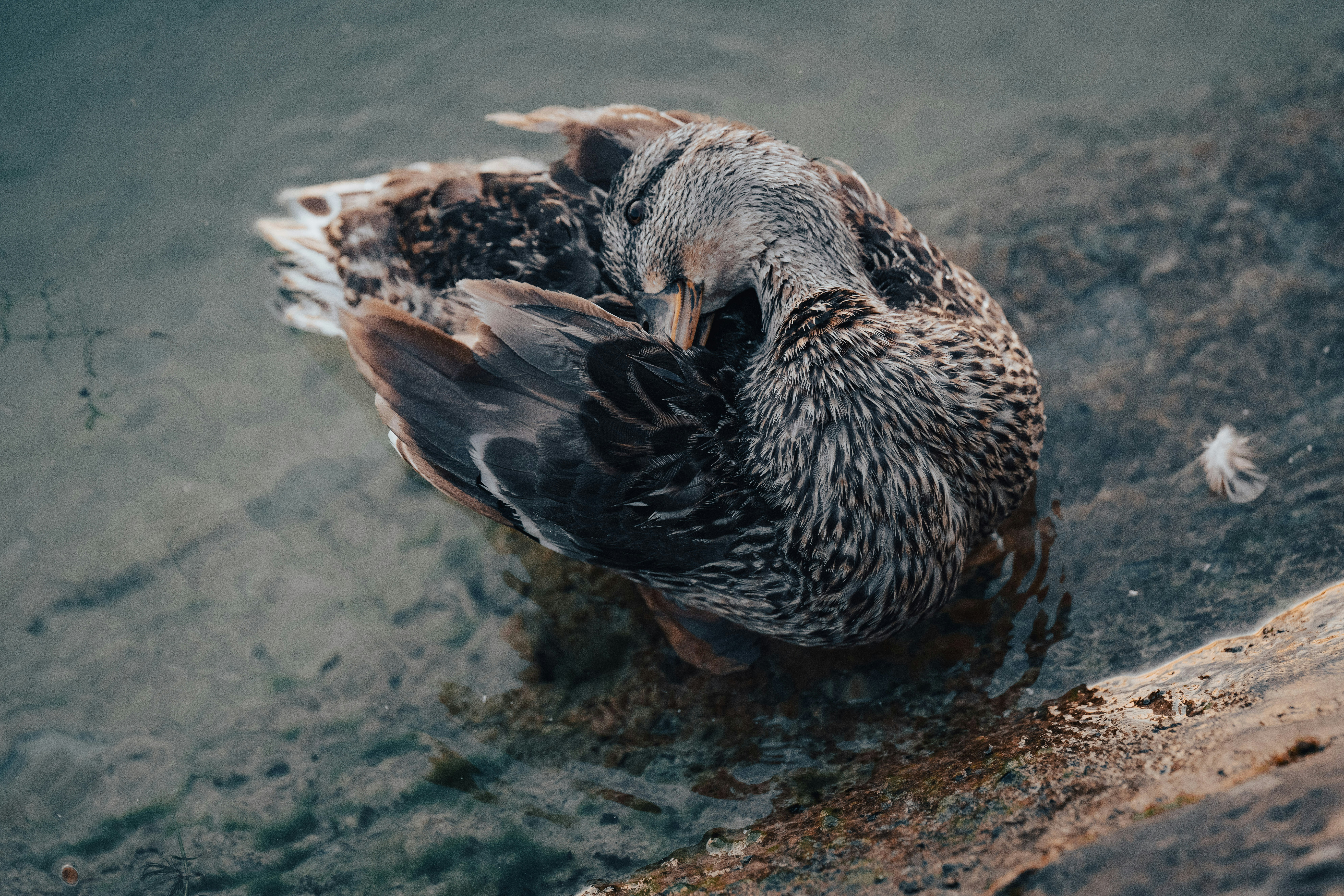 A resting duck nestled in shallow waters, showcasing intricate feather patterns and tranquility. The scene captures a moment of peace in nature.