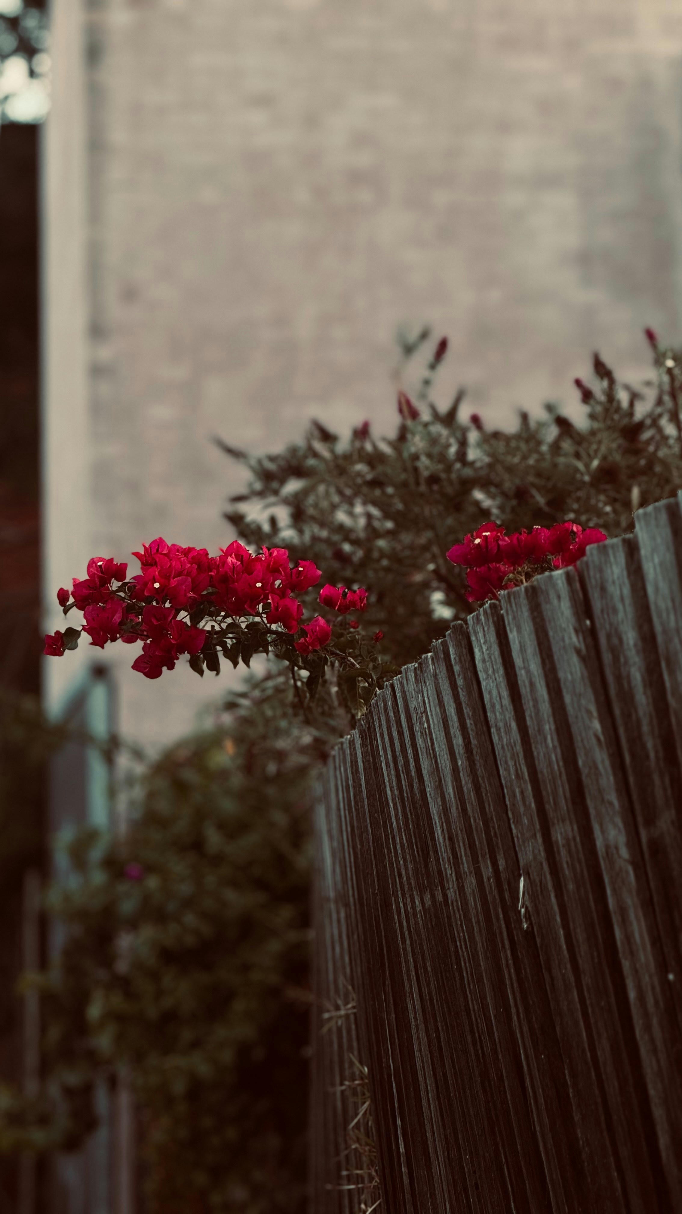 Beyond The Restrictions... | Red flowers bloom behind a corrugated metal fence.