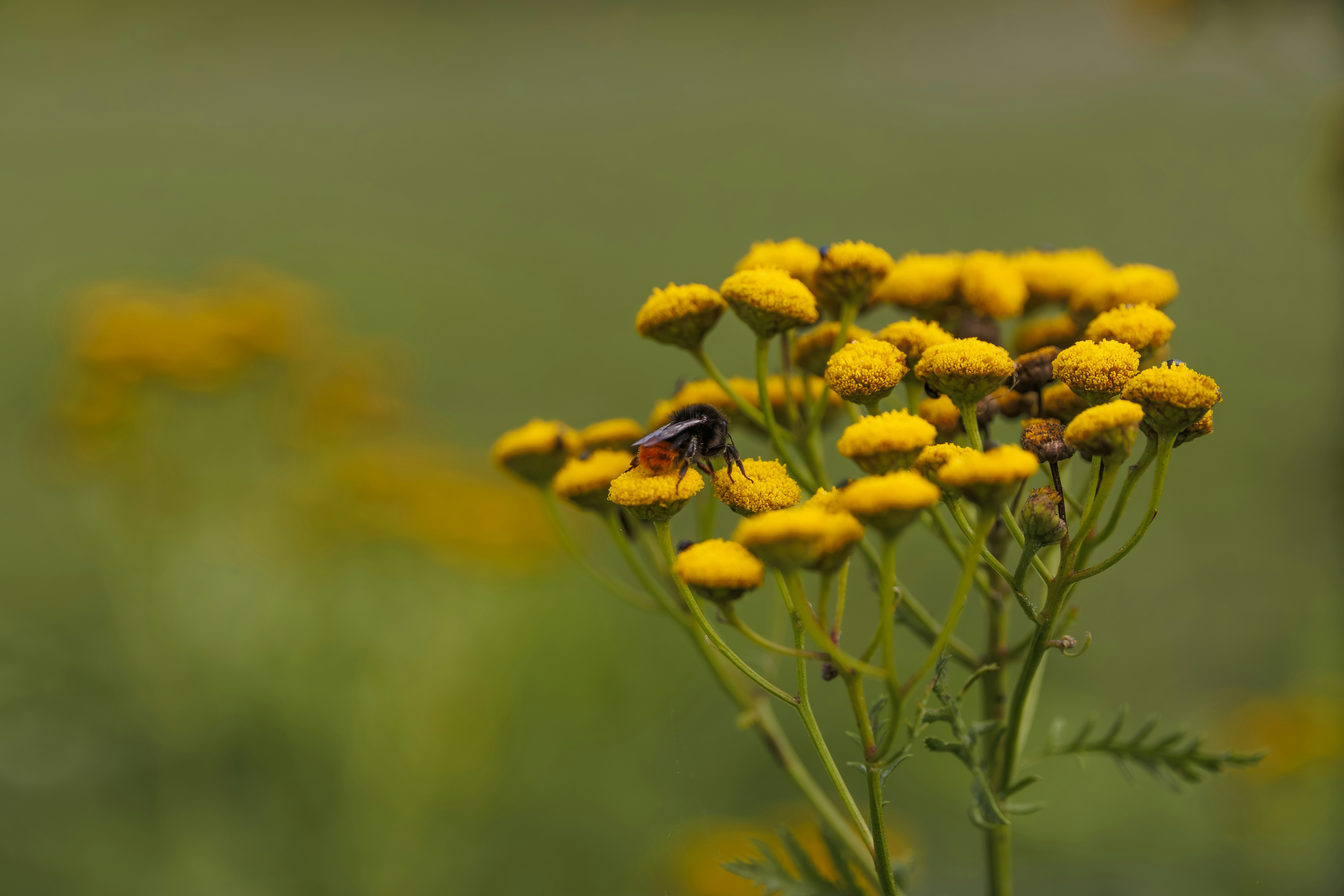 A cluster of yellow wildflowers in a field