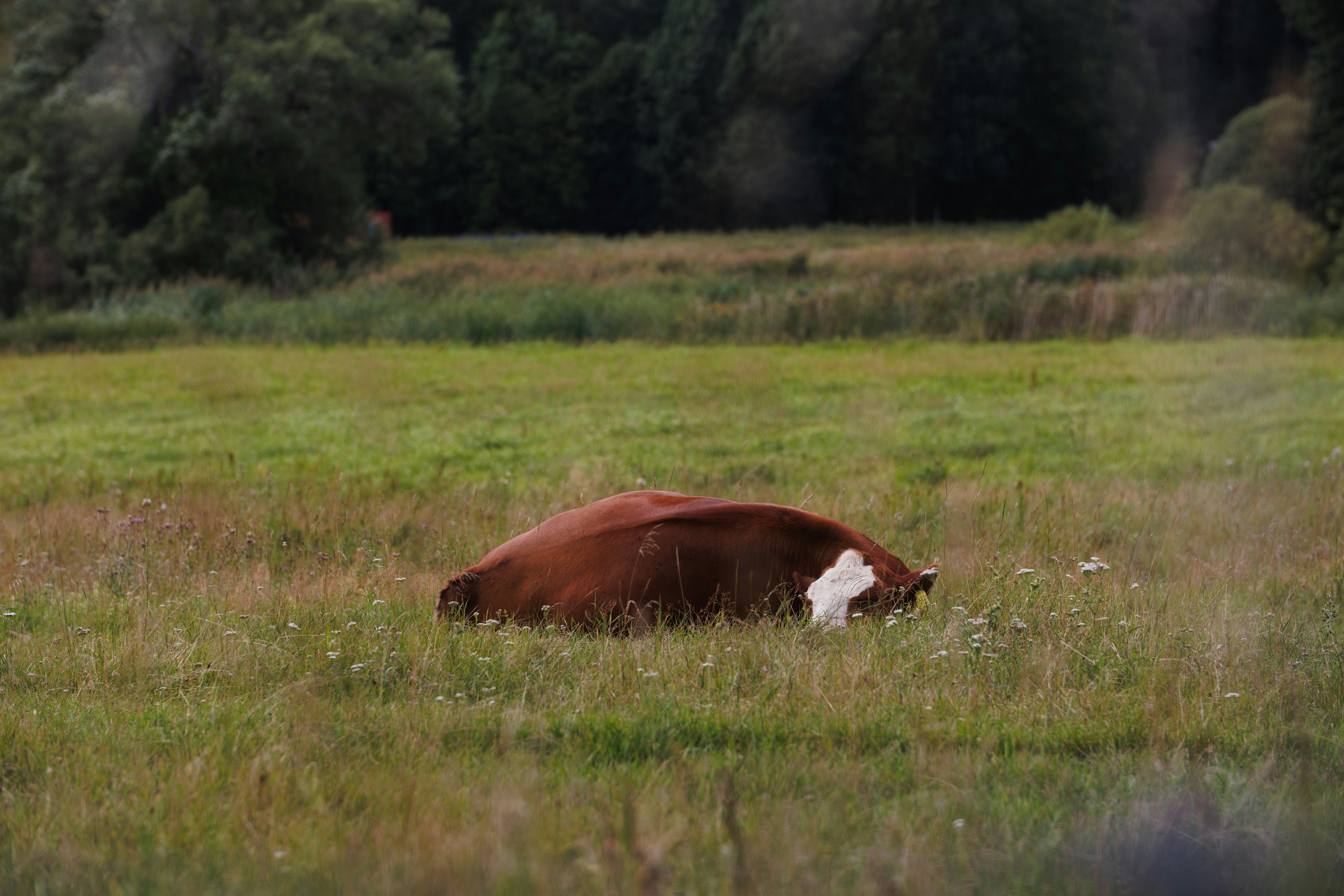Serene Pastoral Slumber