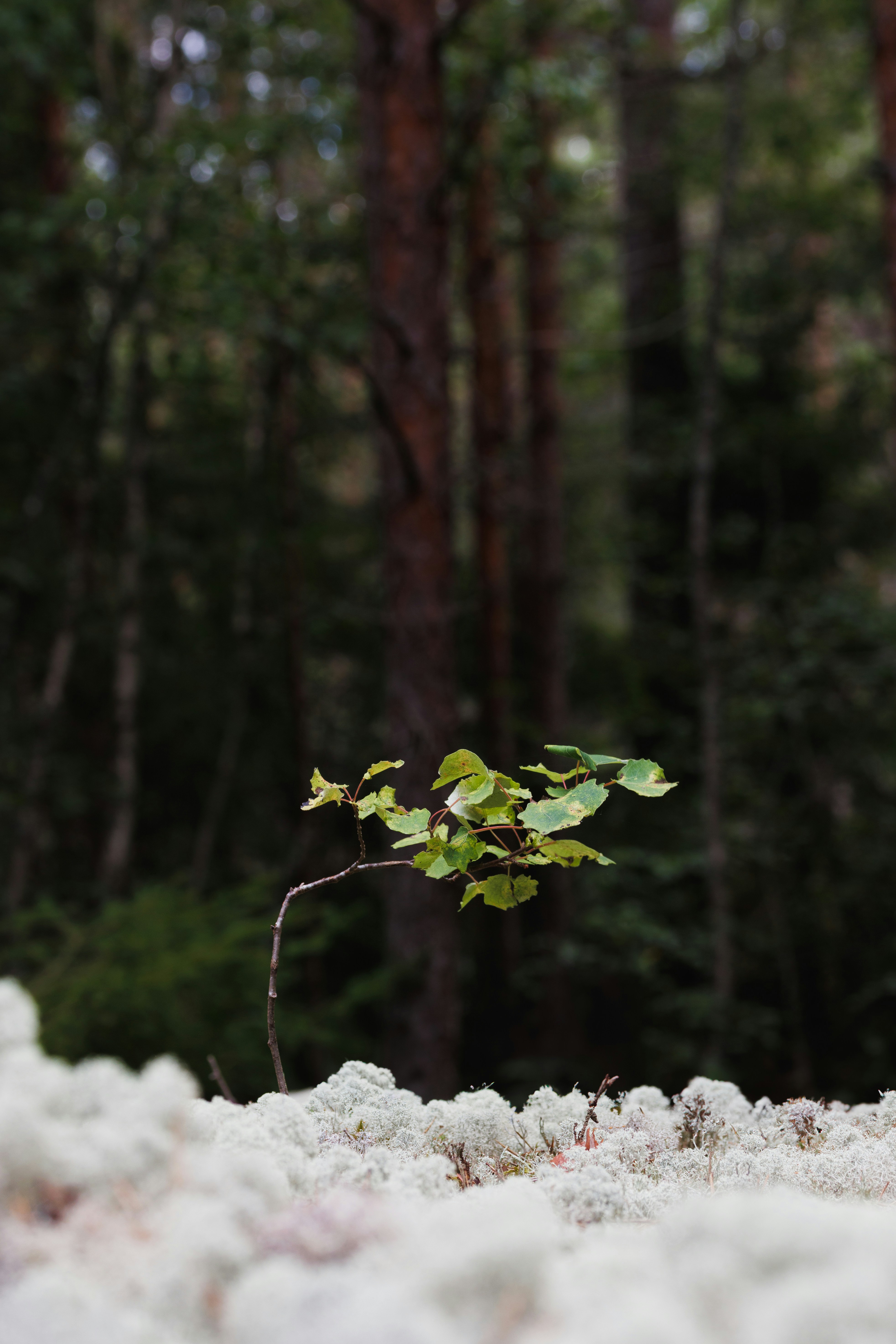 Resilient Growth Amidst the Forest Floor