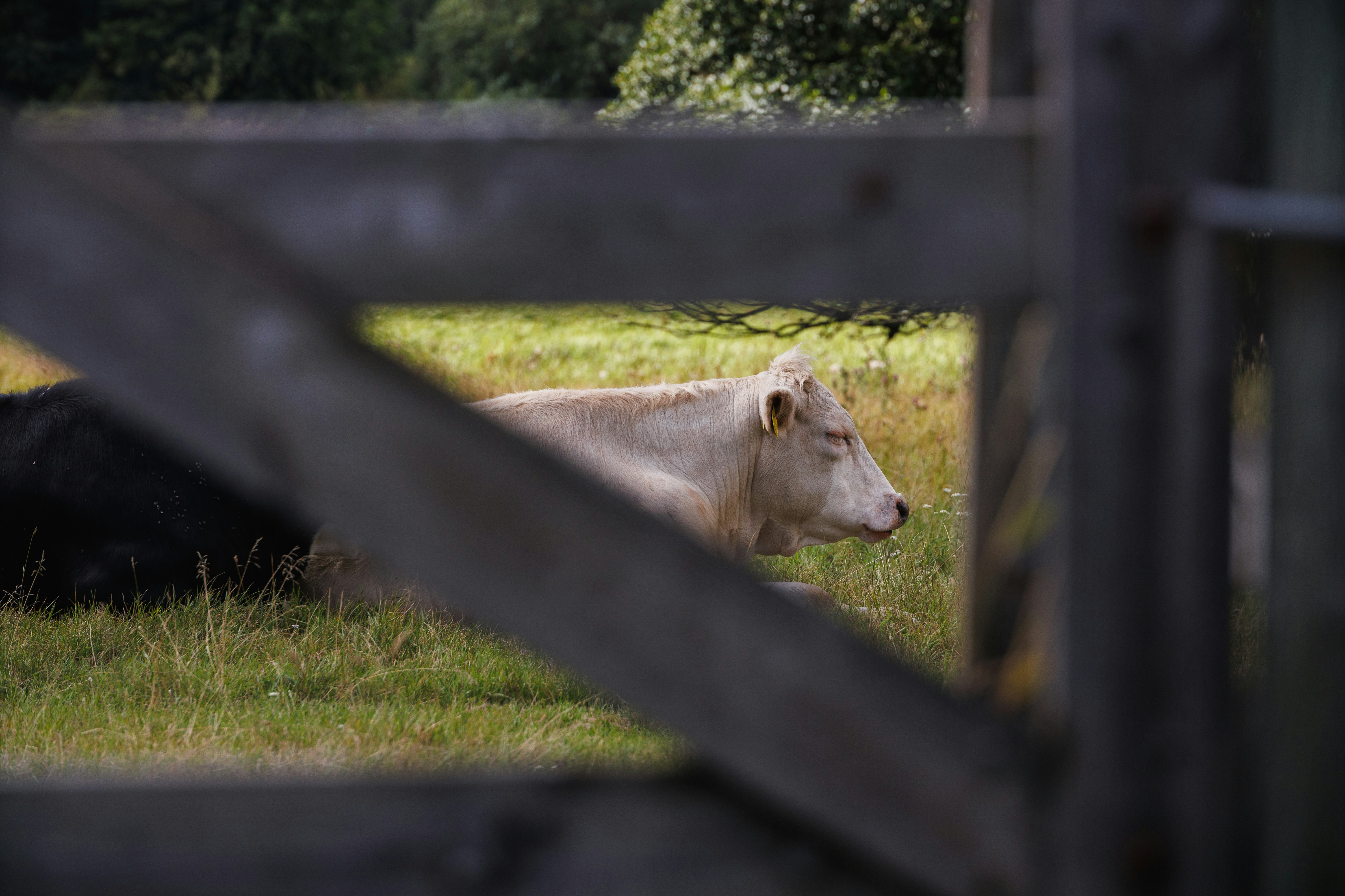 Serene Pastoral Encounter