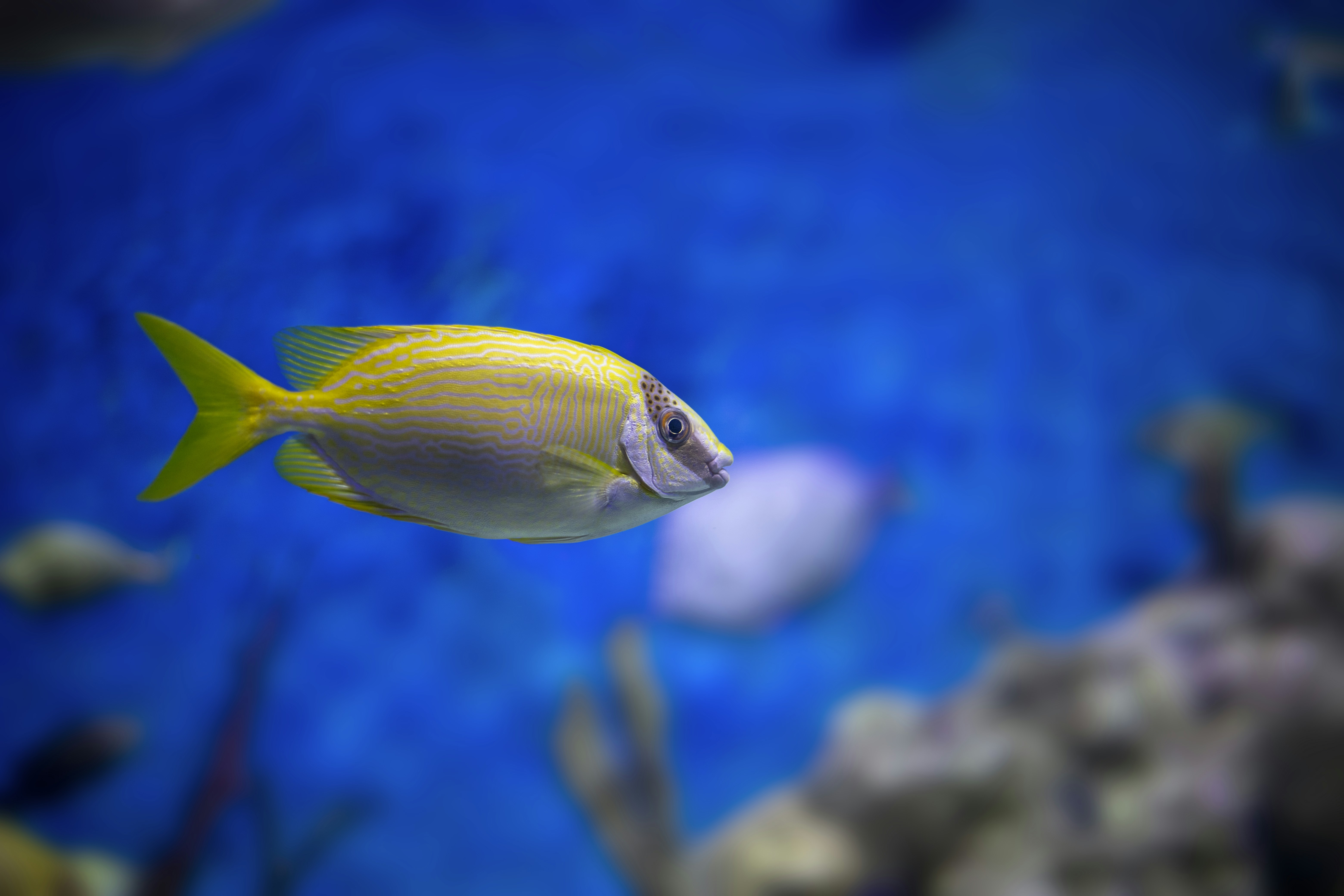 A yellow fish swims in blue water