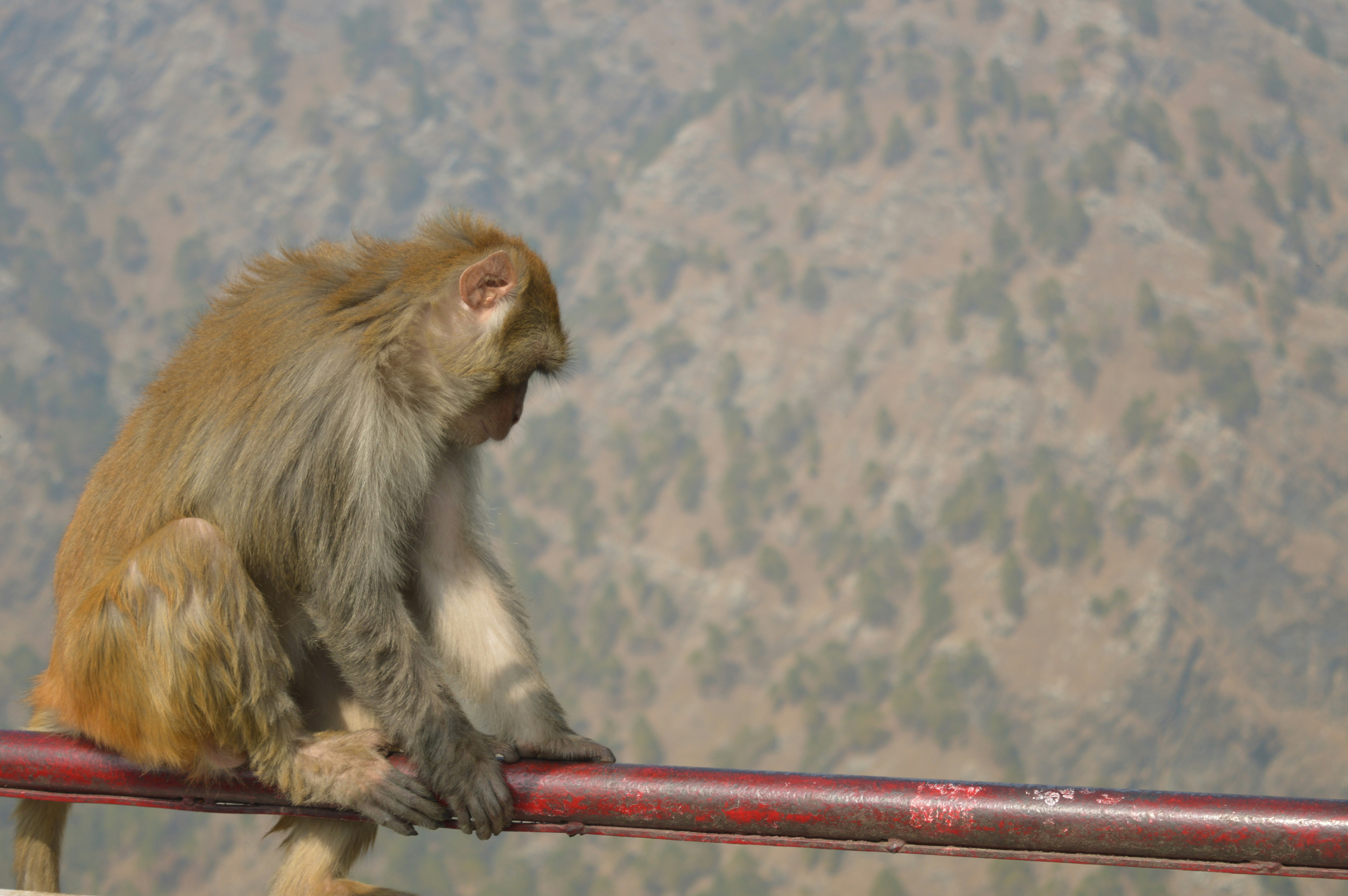 Contemplative Moments of a Himalayan Macaque