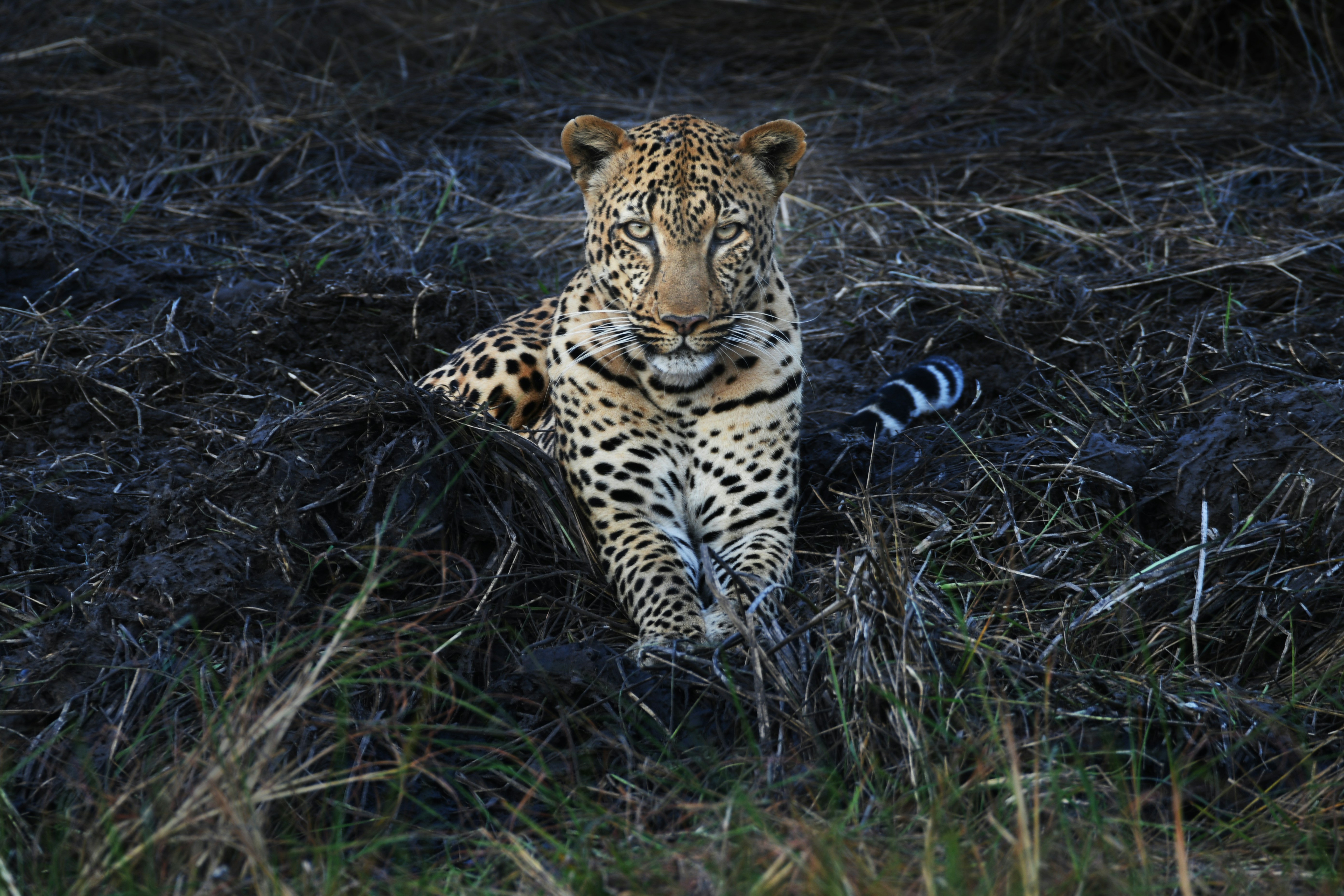 Male Leopard. | A young leopard cub sits in dry grass