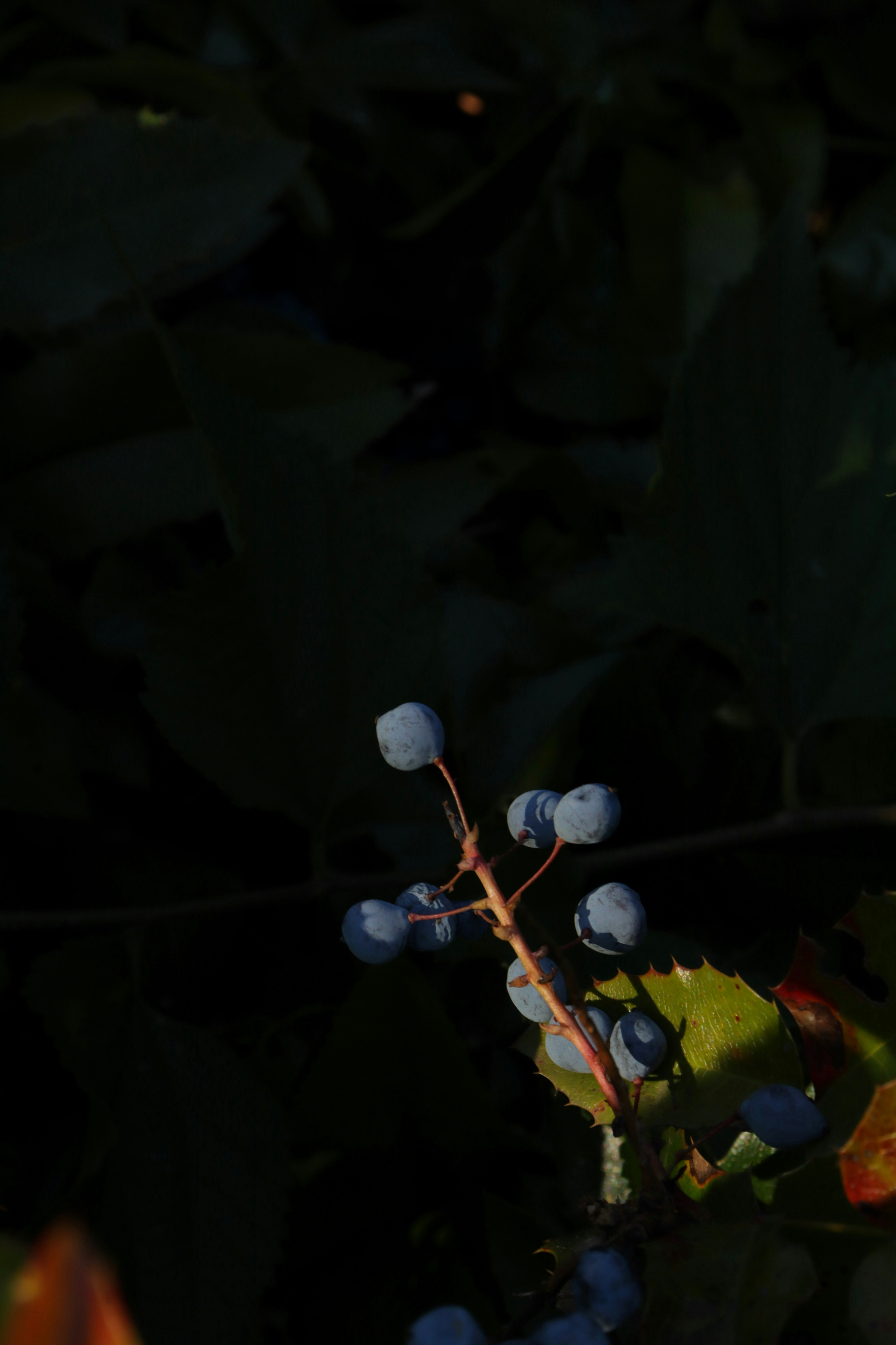 A branch with small blue berries and green leaves