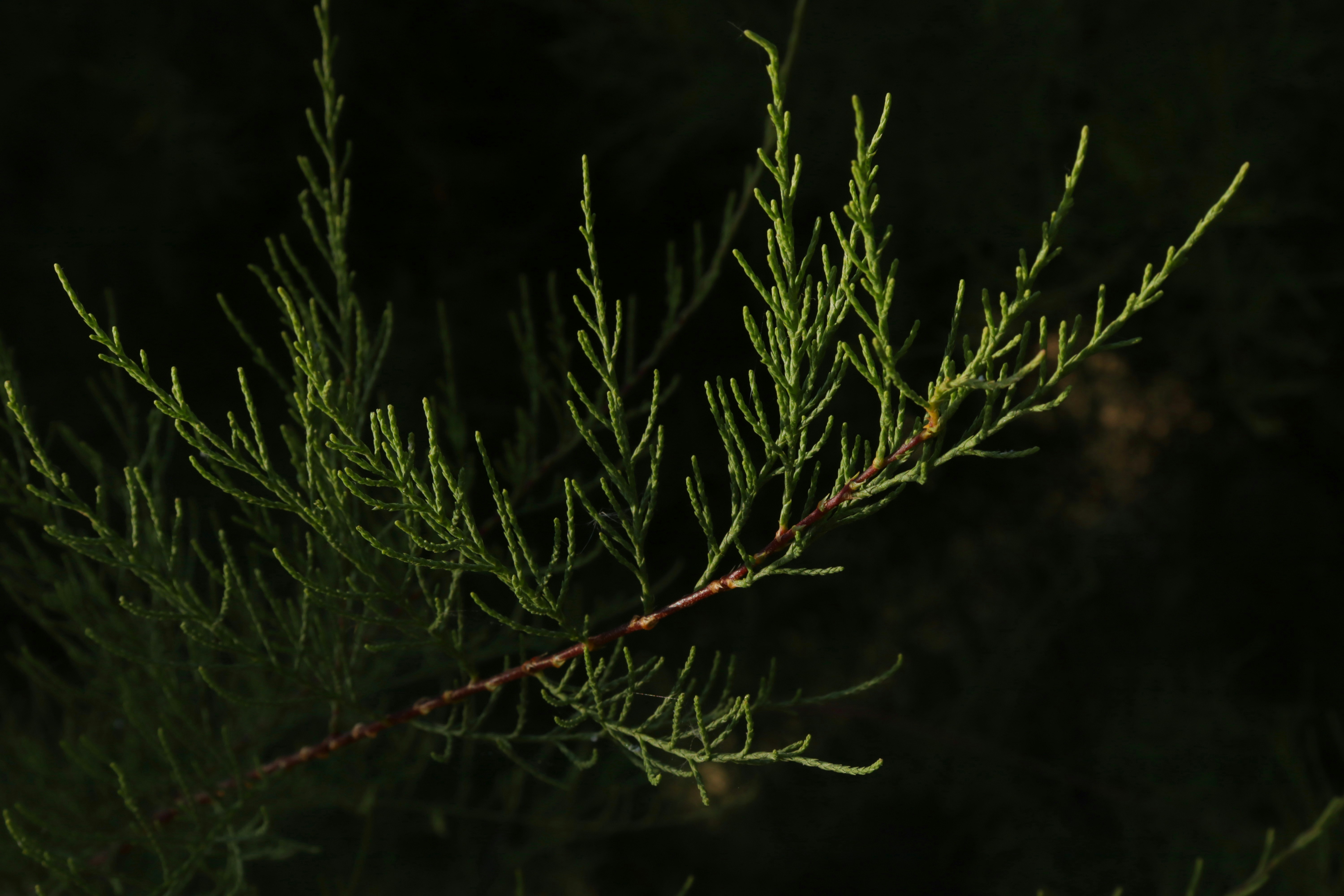 Whispers of Nature: A Delicate Green Tapestry