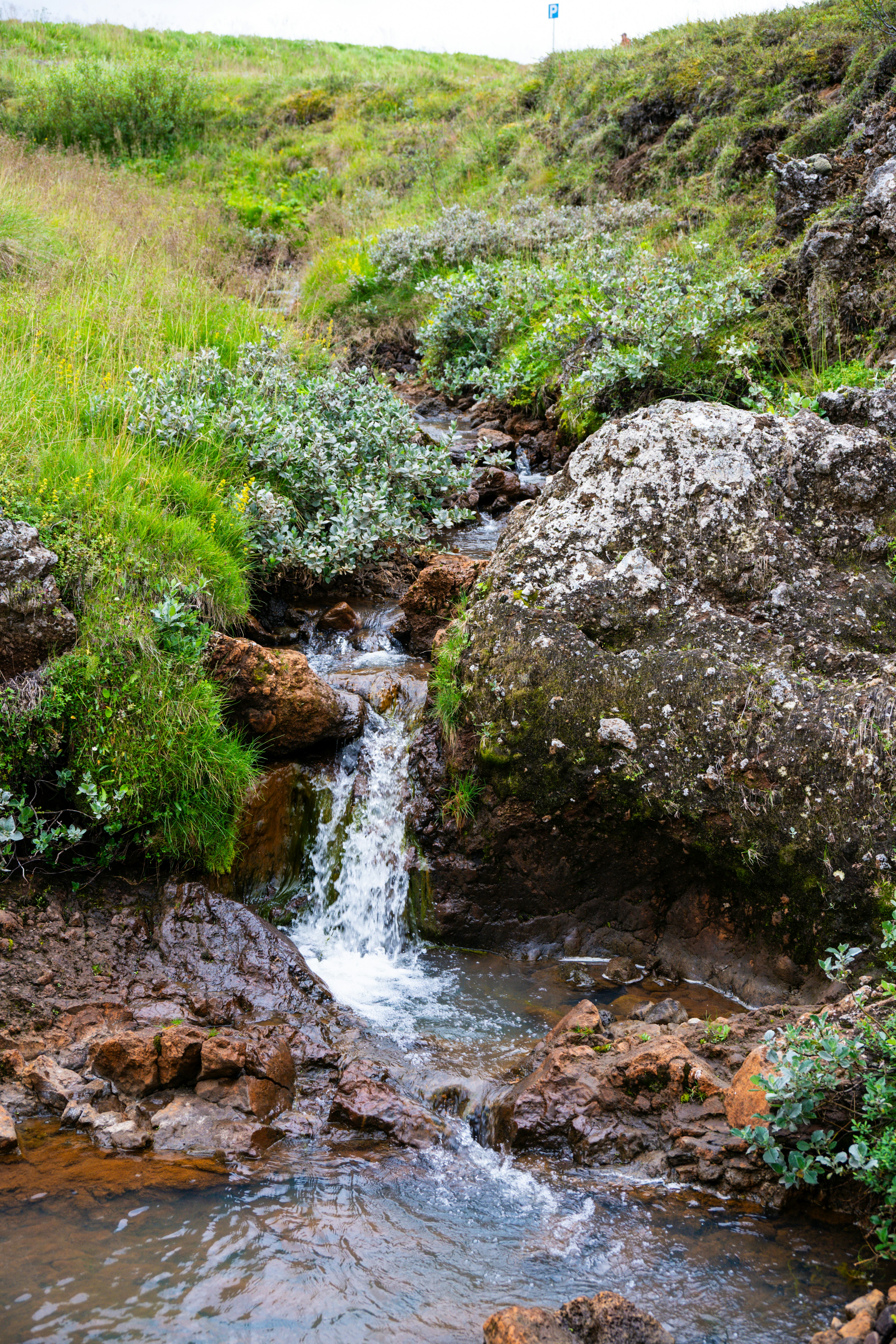 Whispers of the Stream: Nature's Tranquil Journey