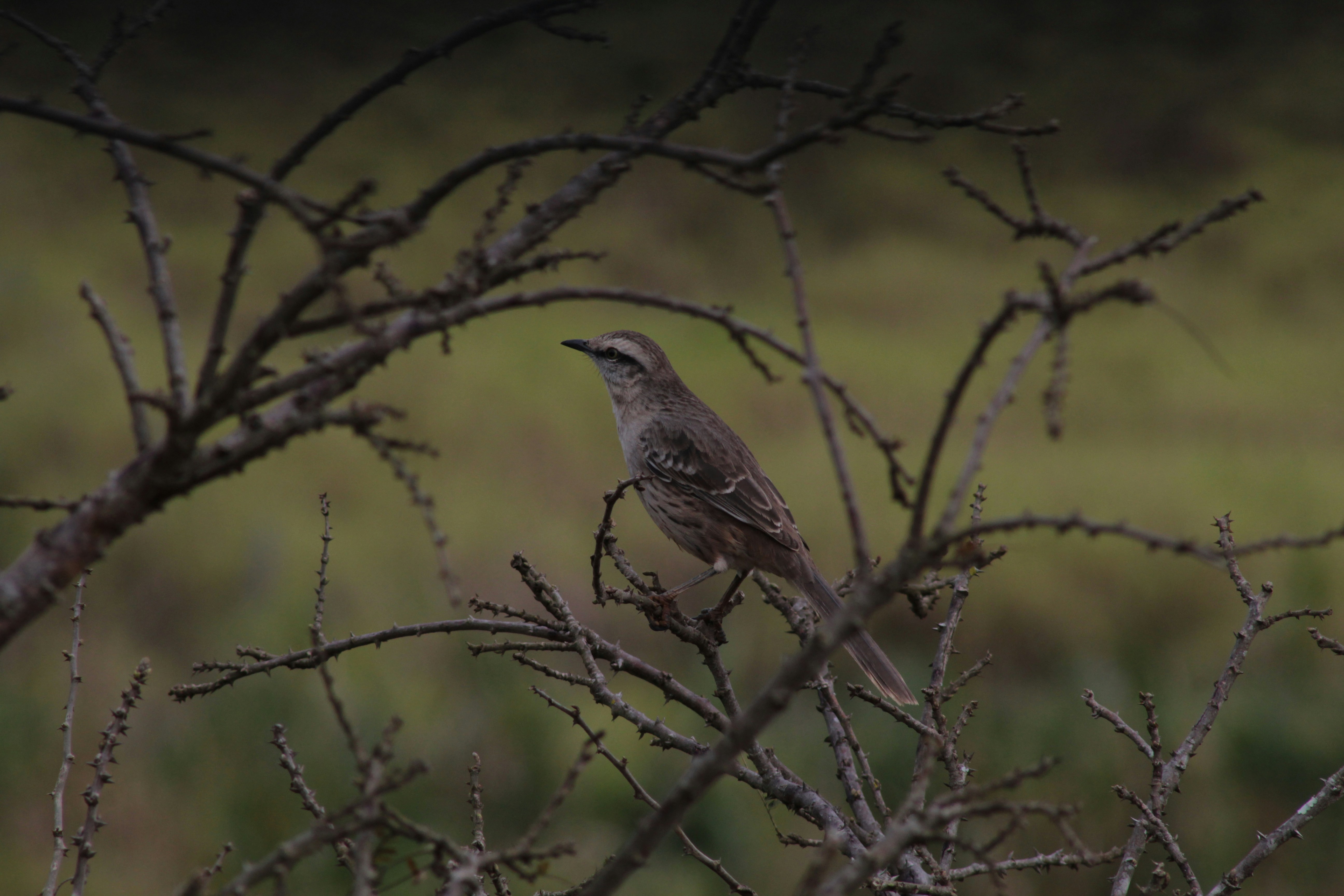 Thorn-Perched Warbler: A Tiny Sentinel in Quiet Branches