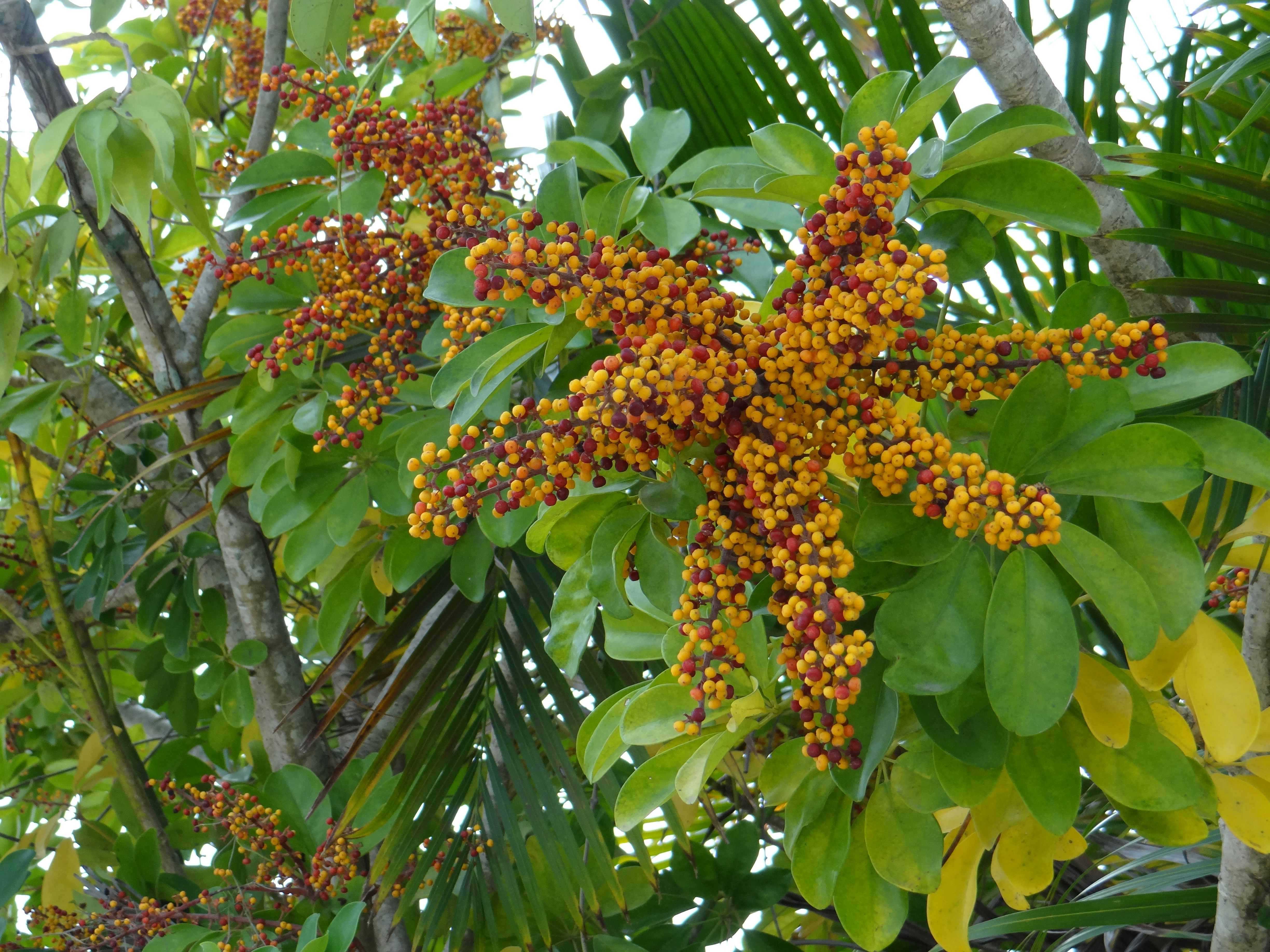 Orange flowers on a green leafy tree
