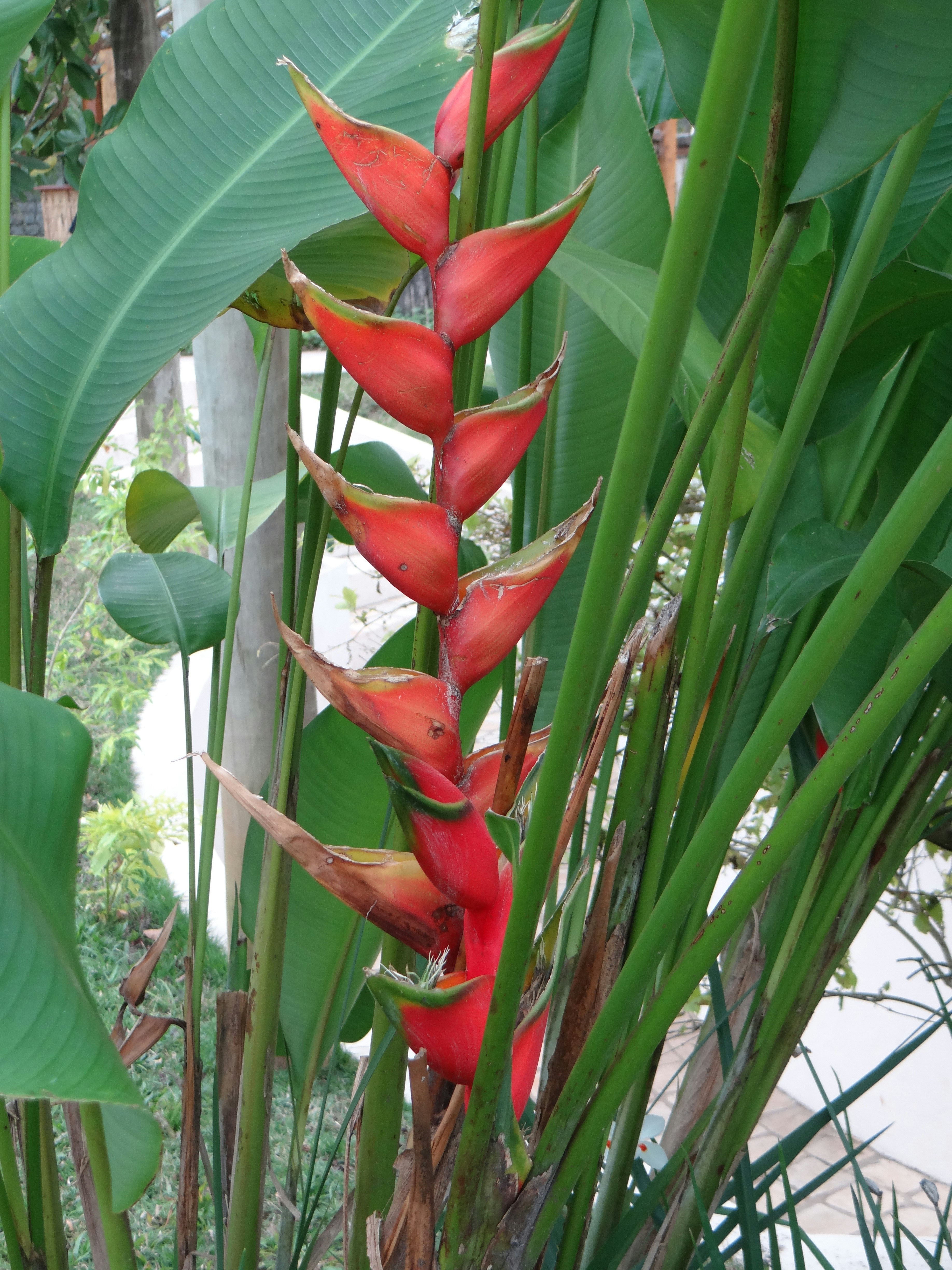 Crimson Heliconia Spike Framed by Bold Green Foliage