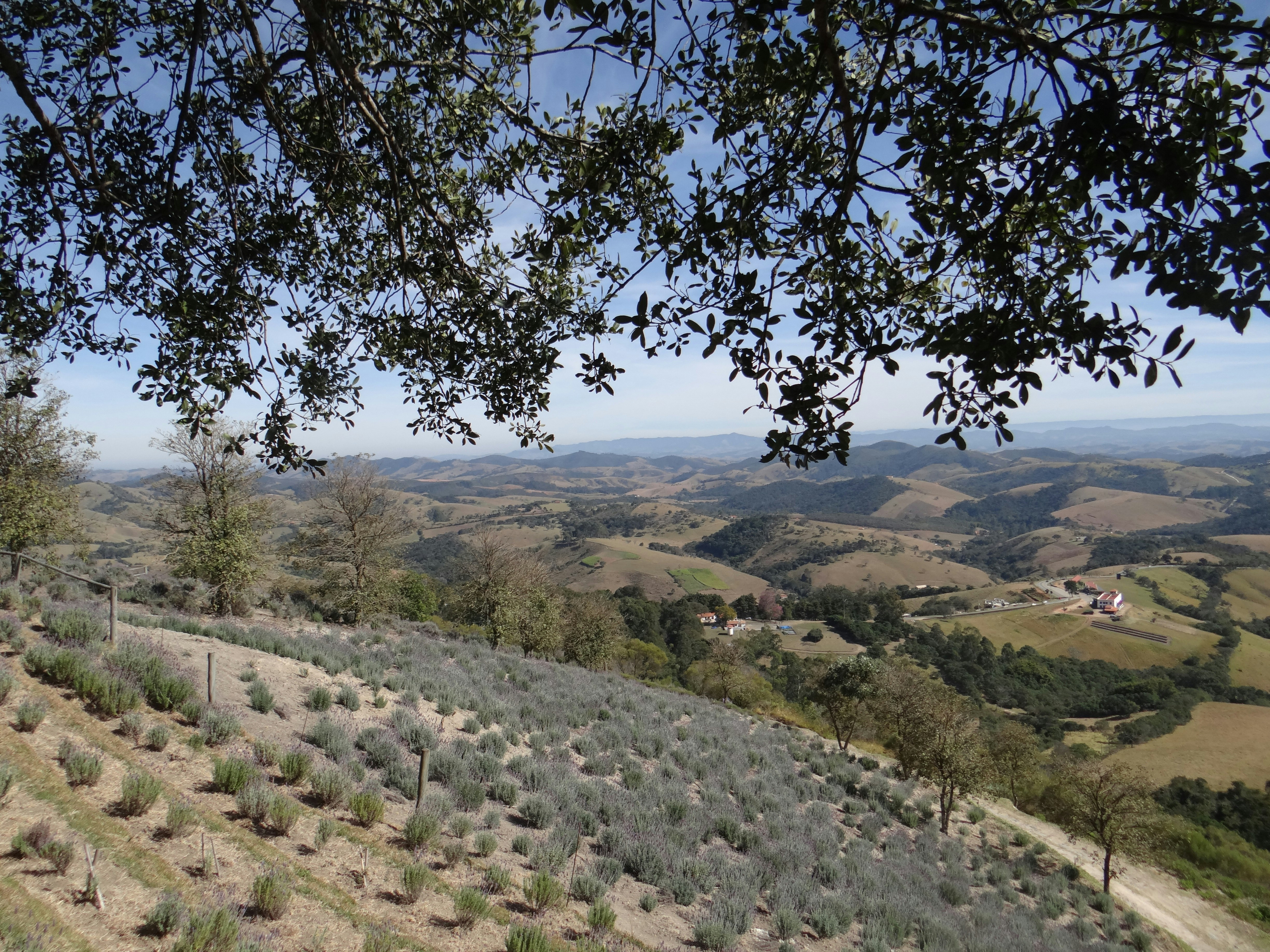 Lavender Hills Under a Clear Sky