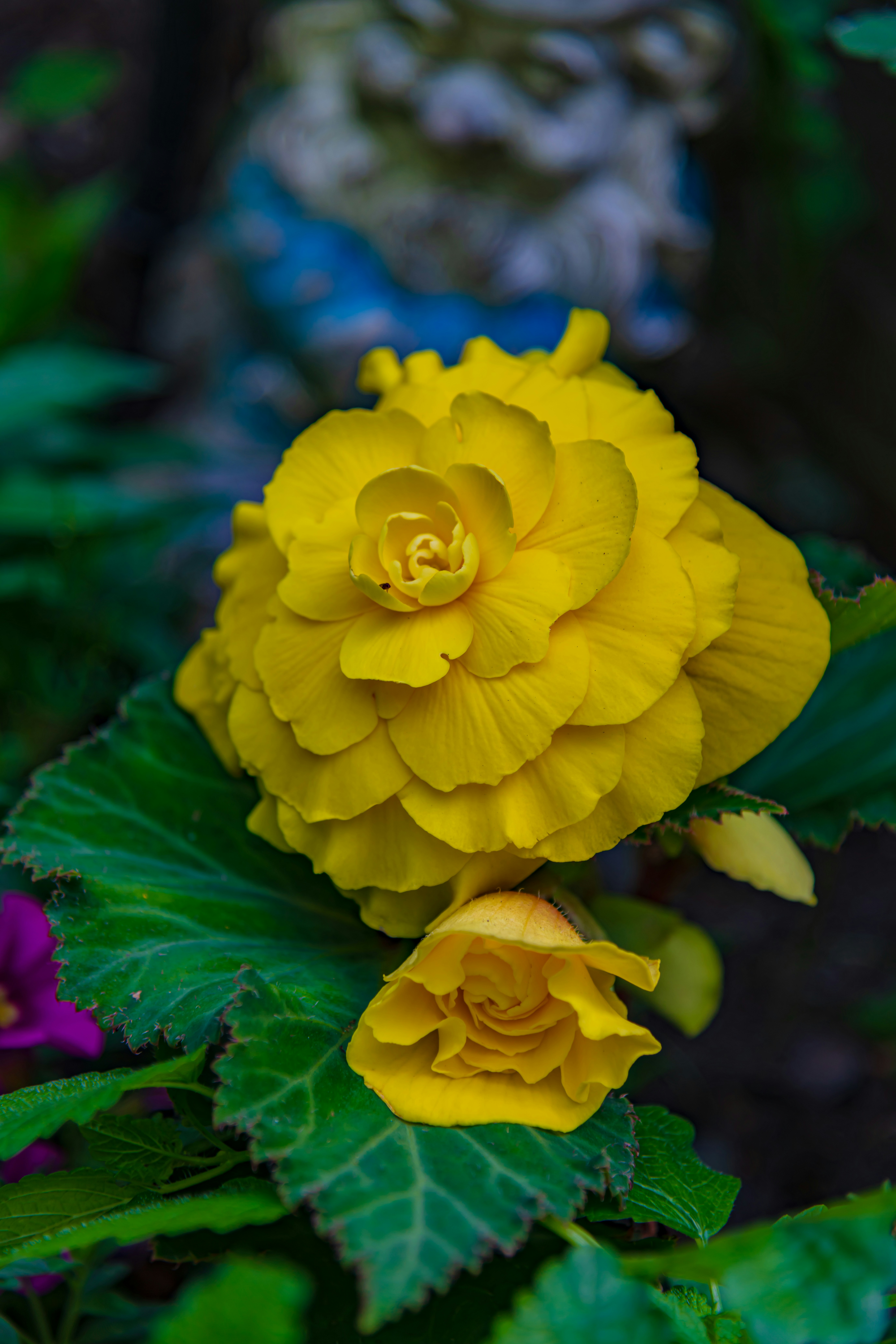 Golden Blossoms Amidst Verdant Leaves