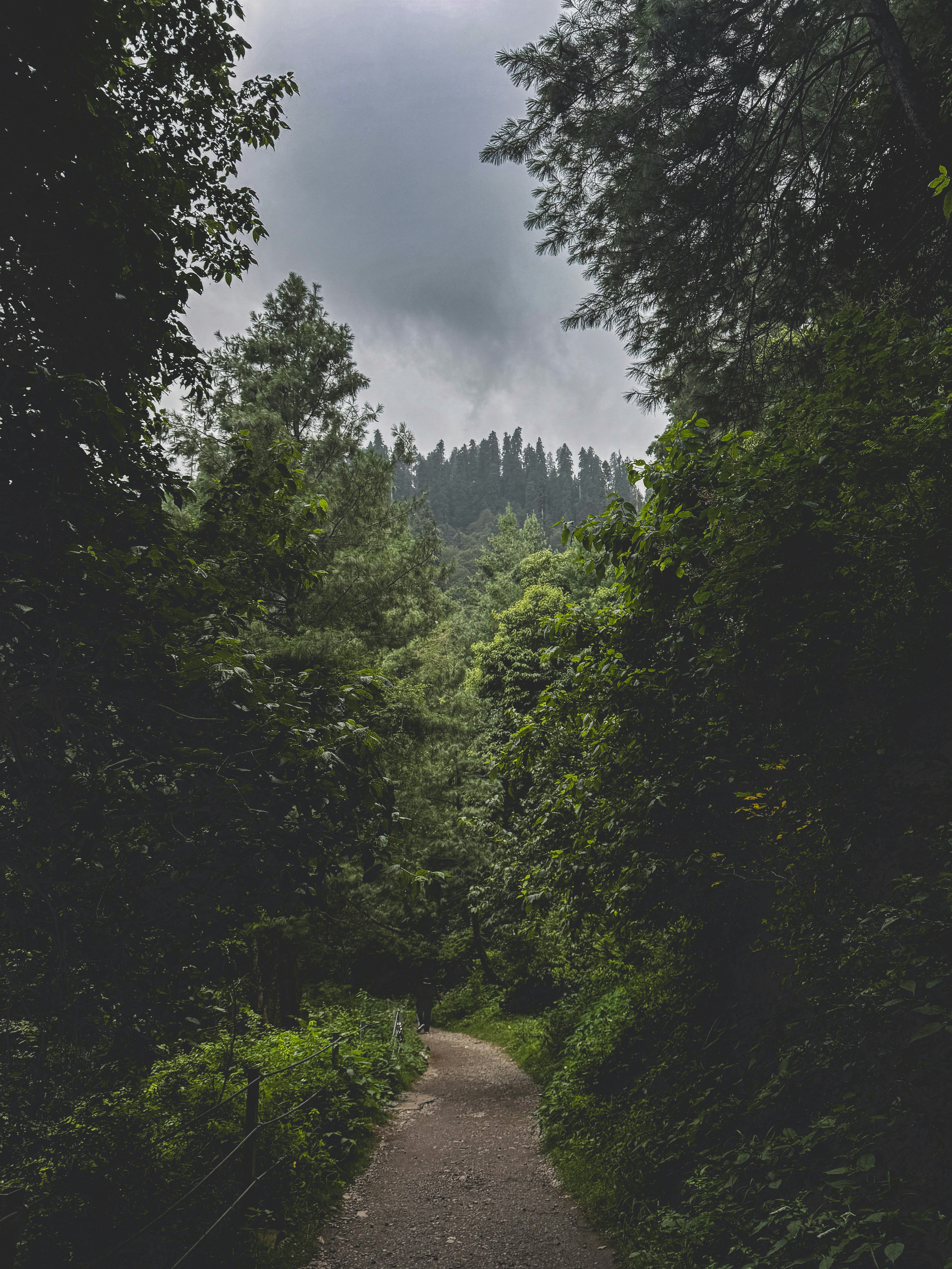 Whispers of the Forest Path