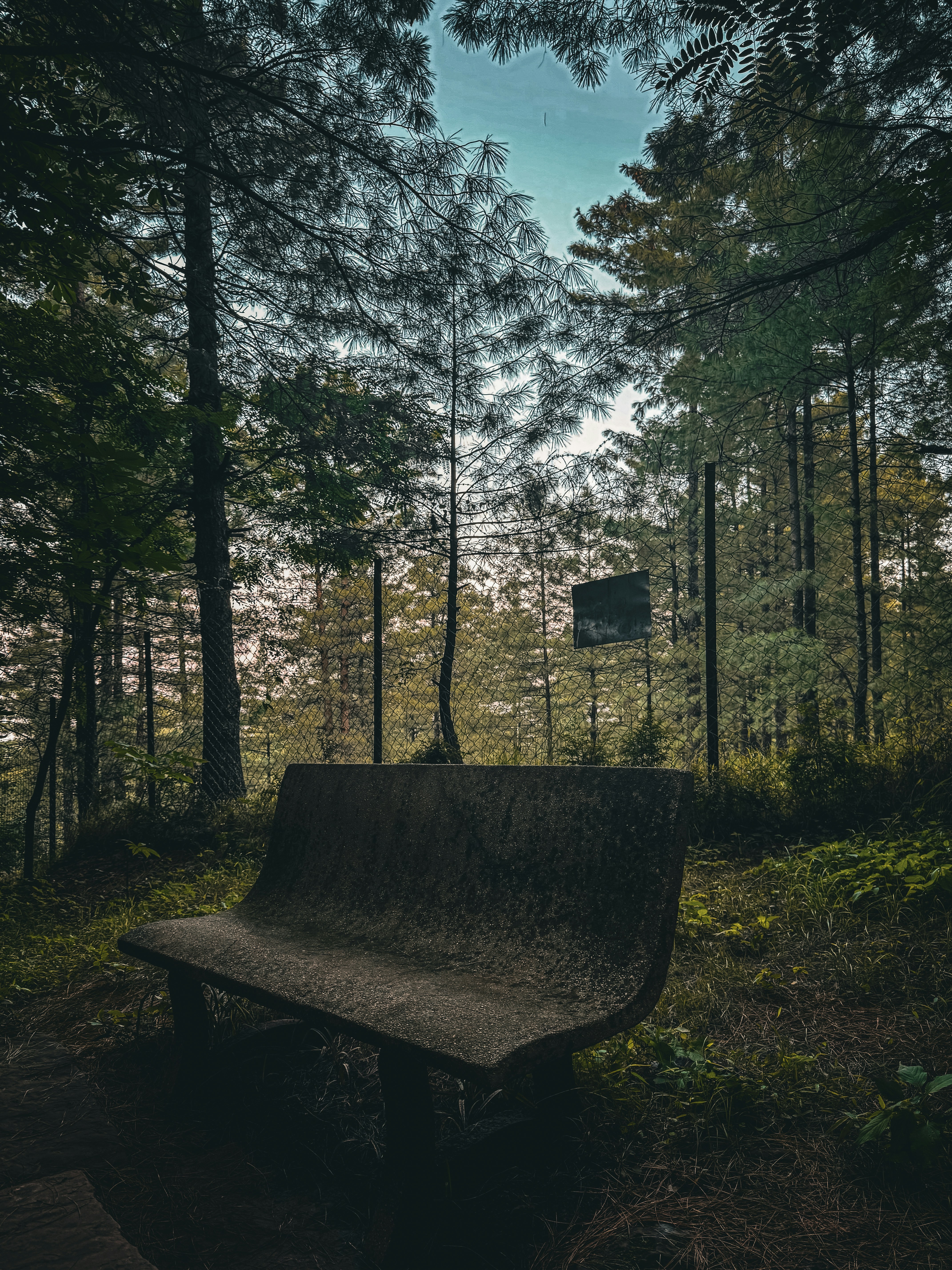 Whispers of Abandonment in Nature's Embrace