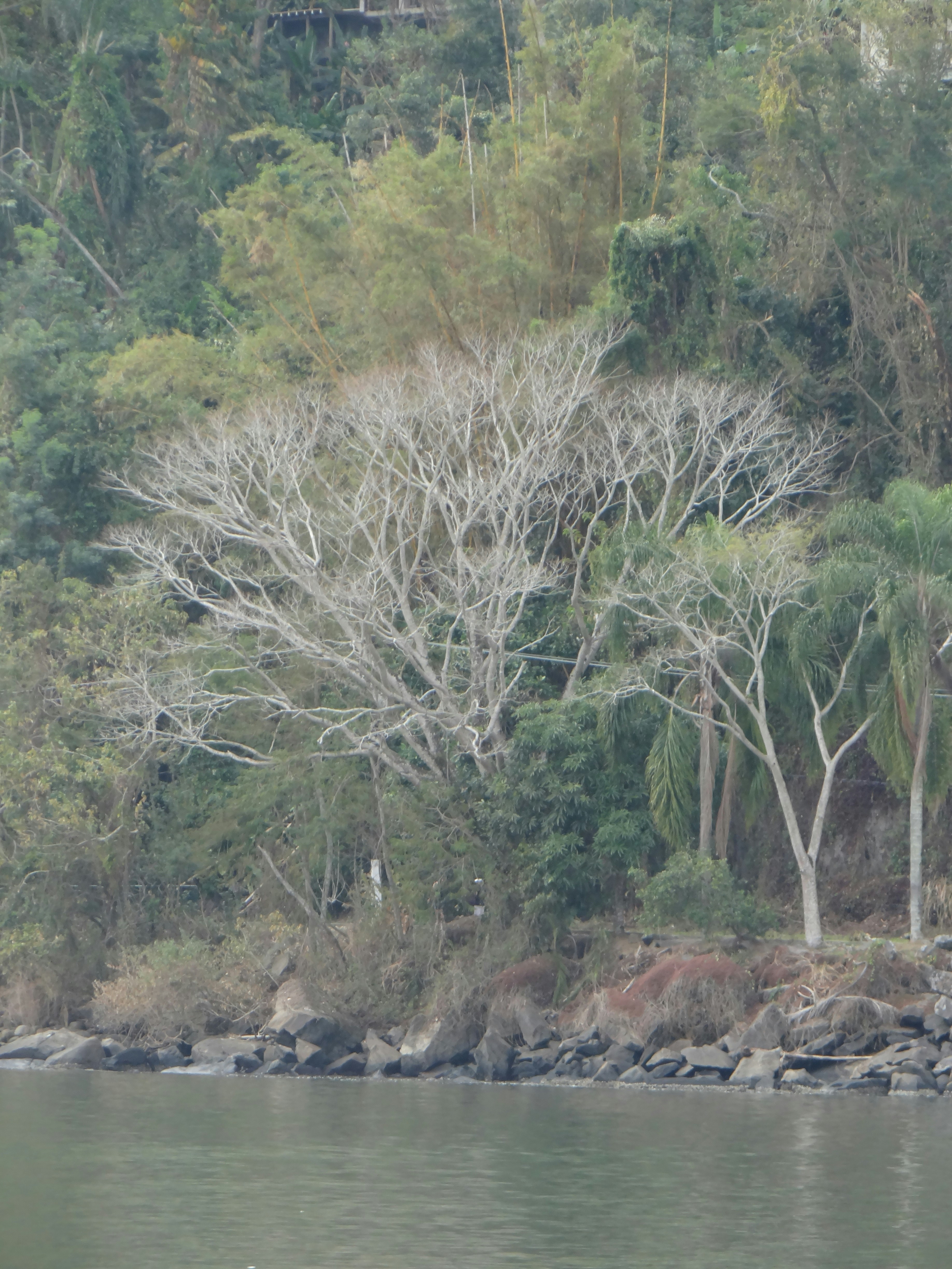 Whispers of Winter: A Leafless Sentinel by the Water