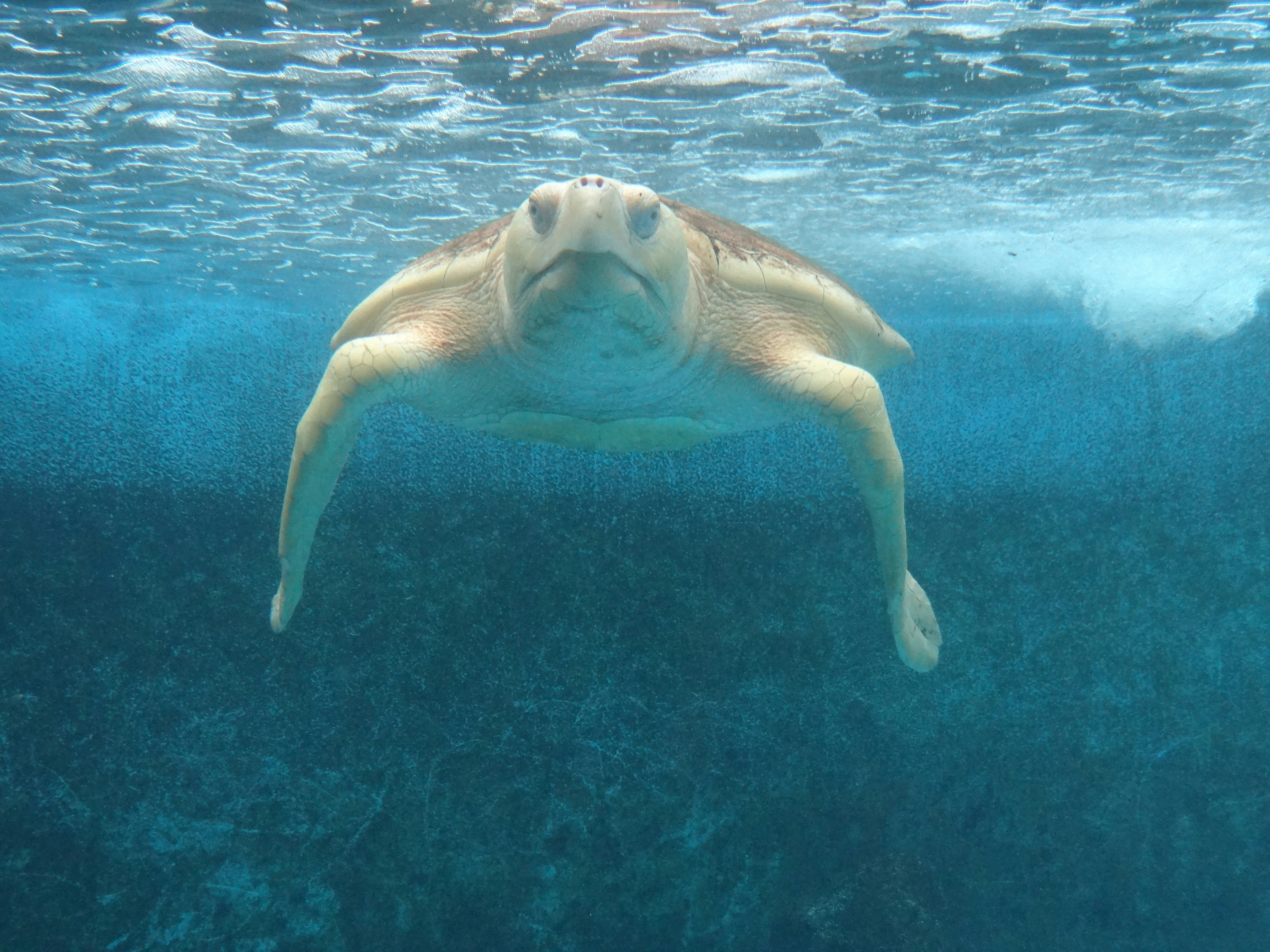 albino turtle at TAMAR Project | A sea turtle swims gracefully underwater